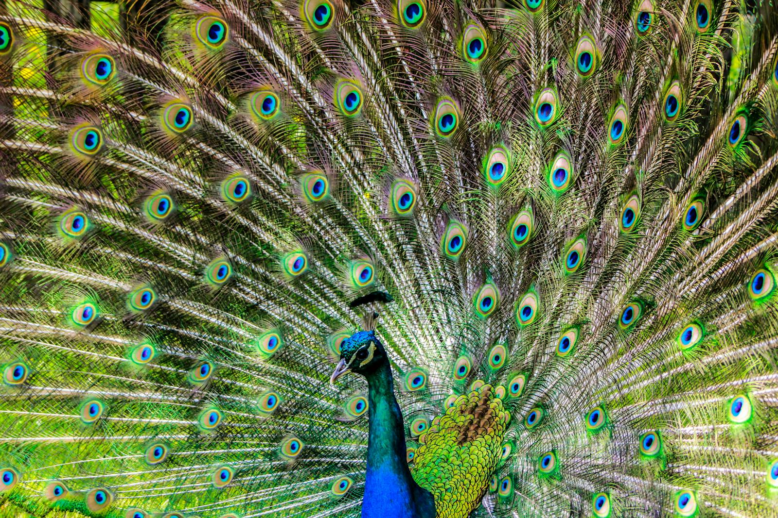 Peacock Bird Photos, Download The BEST Free Peacock Bird Stock Photos ...