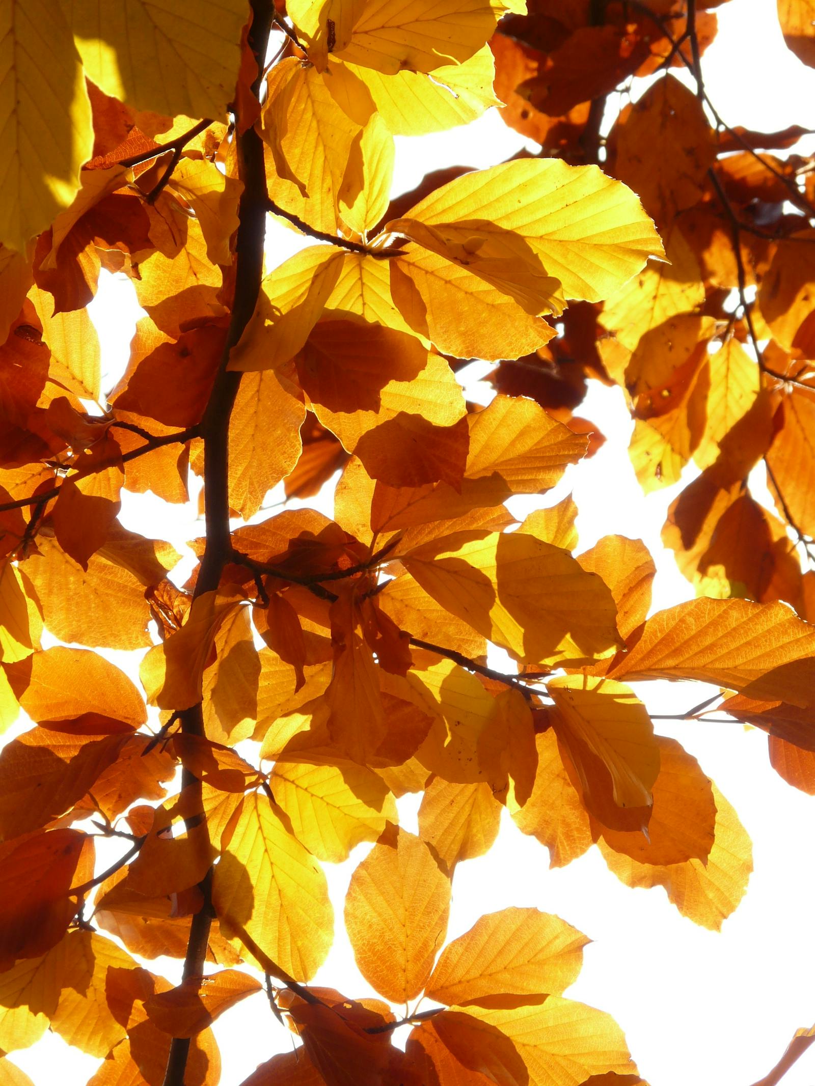 Maple Tree Photos, Download The BEST Free Maple Tree Stock Photos & HD ...