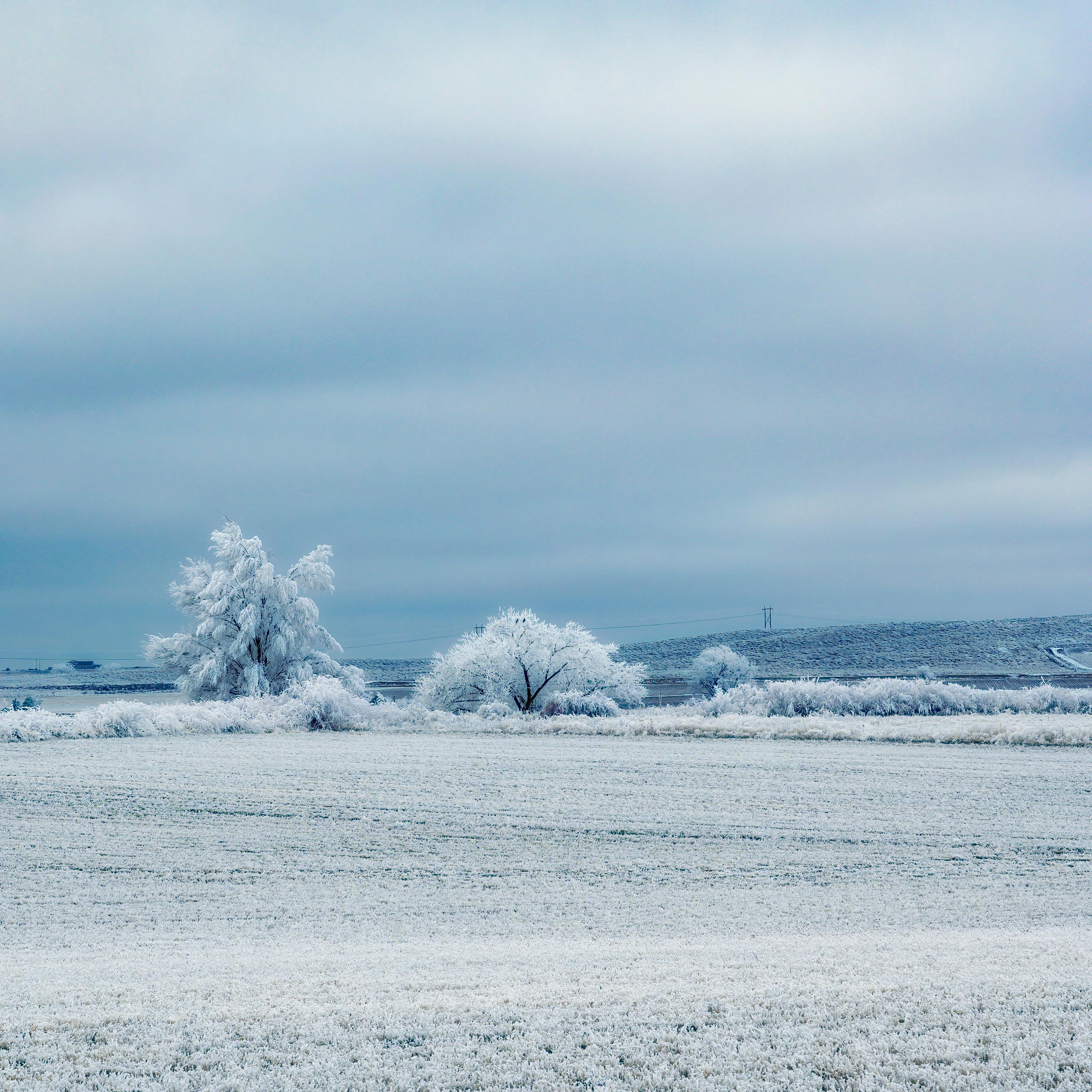 Snowy field and trees under overcast sky · Free Stock Photo