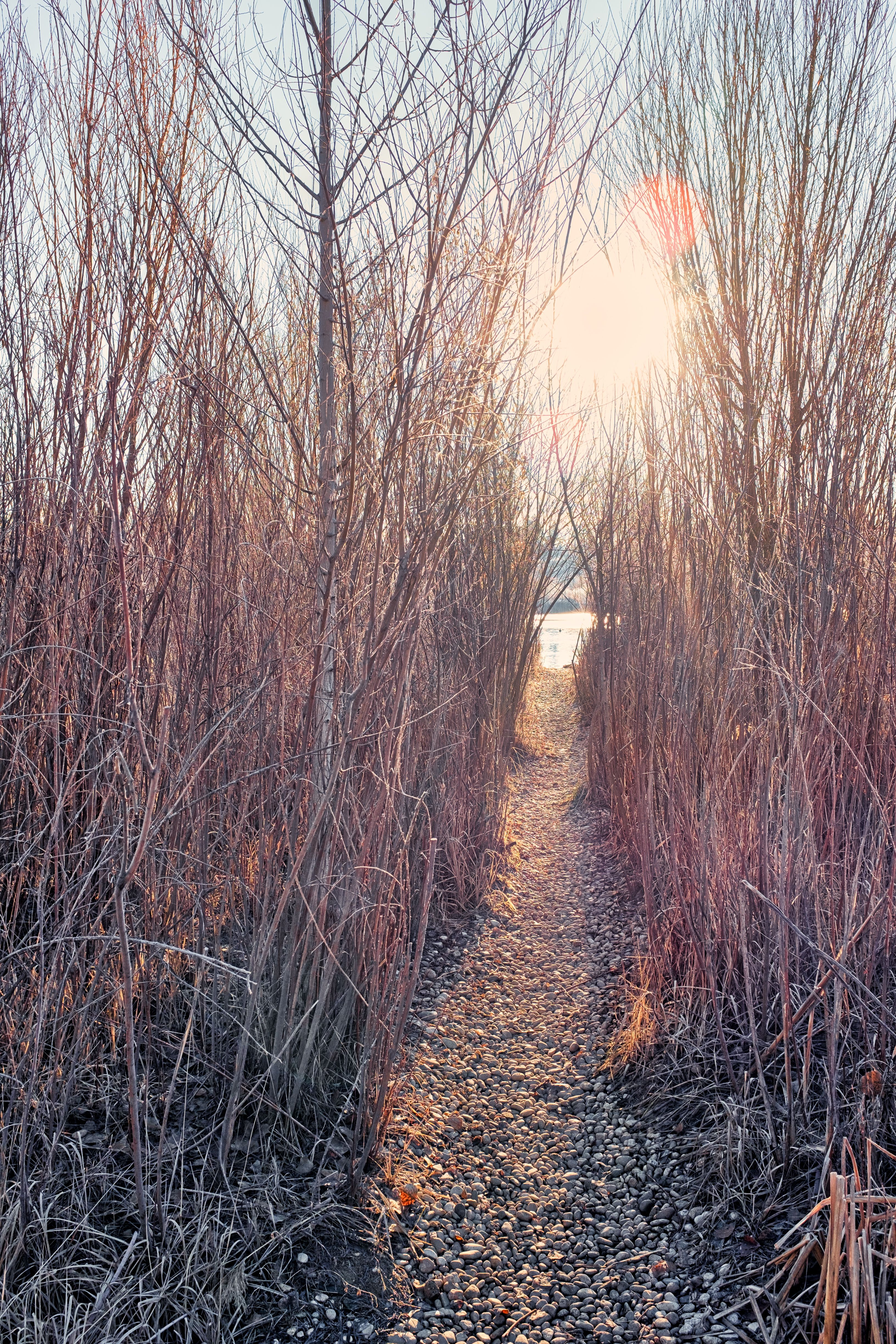Leafless tree branches in winter forest · Free Stock Photo
