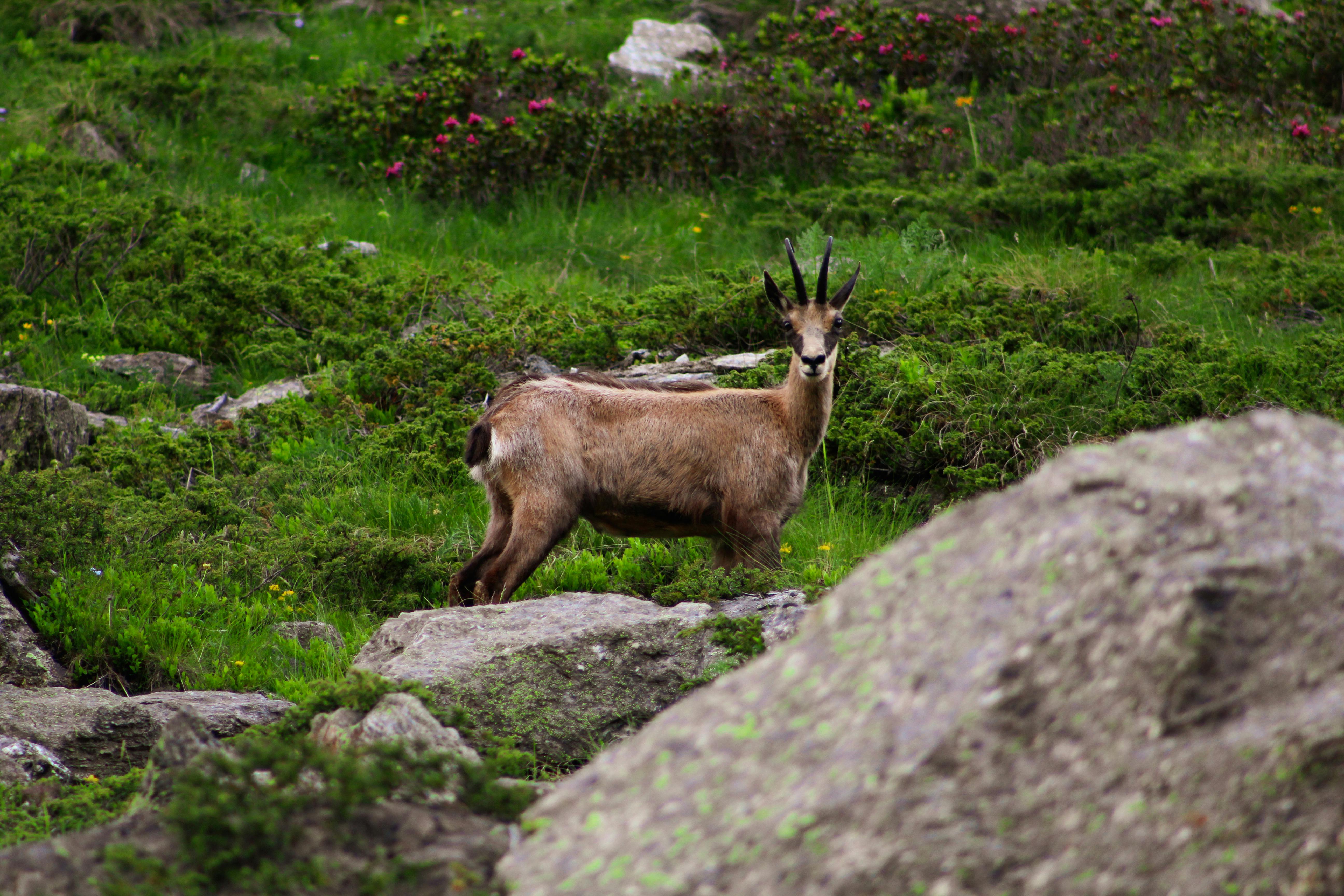 Alpine Chamois Standing on Green Field · Free Stock Photo
