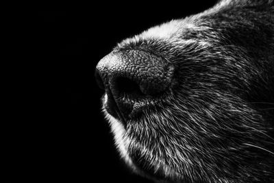 Dog With Butterfly On Nose Photos, Download The BEST Free Dog With ...
