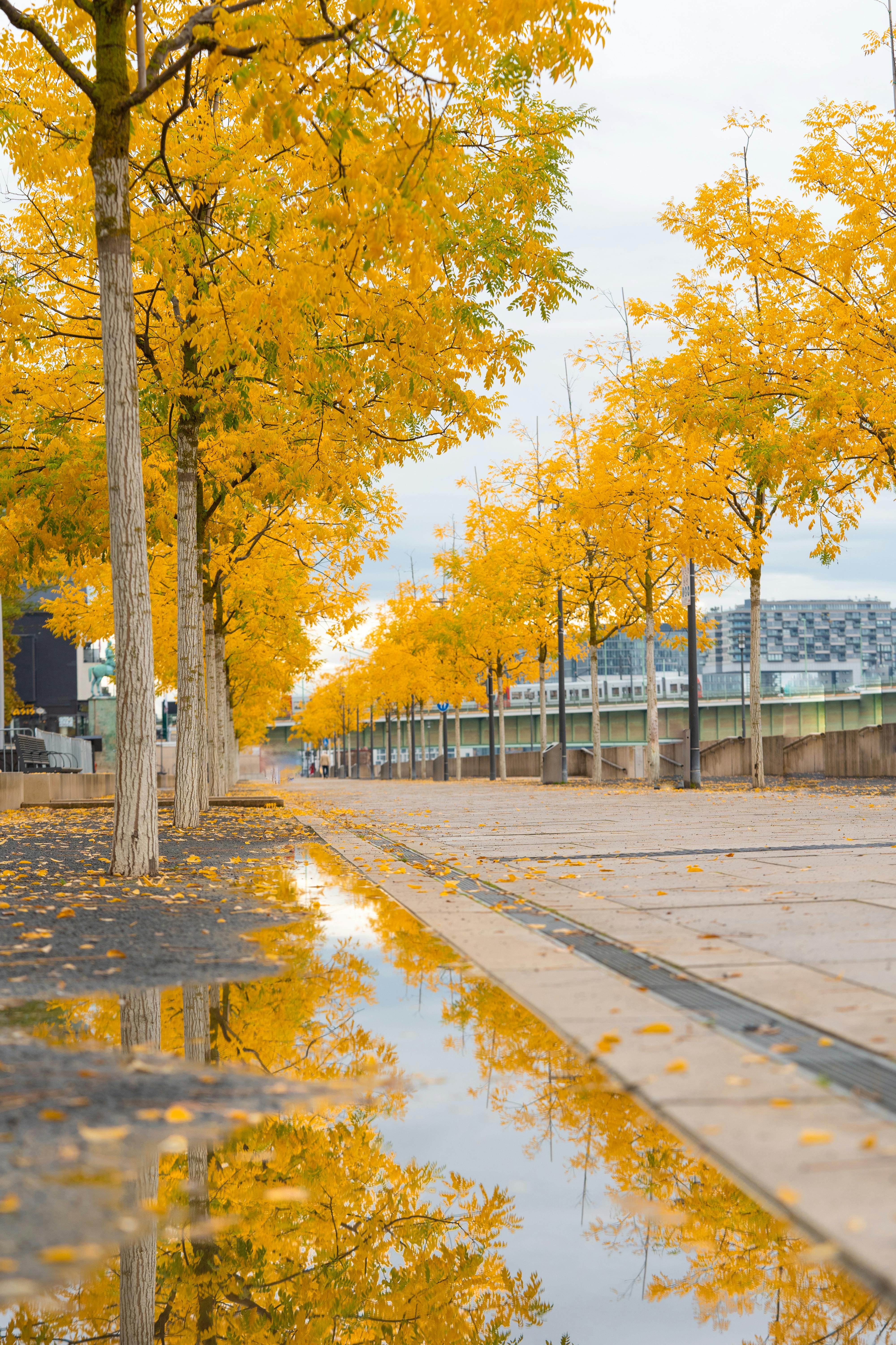 Yellow Trees on the Road · Free Stock Photo