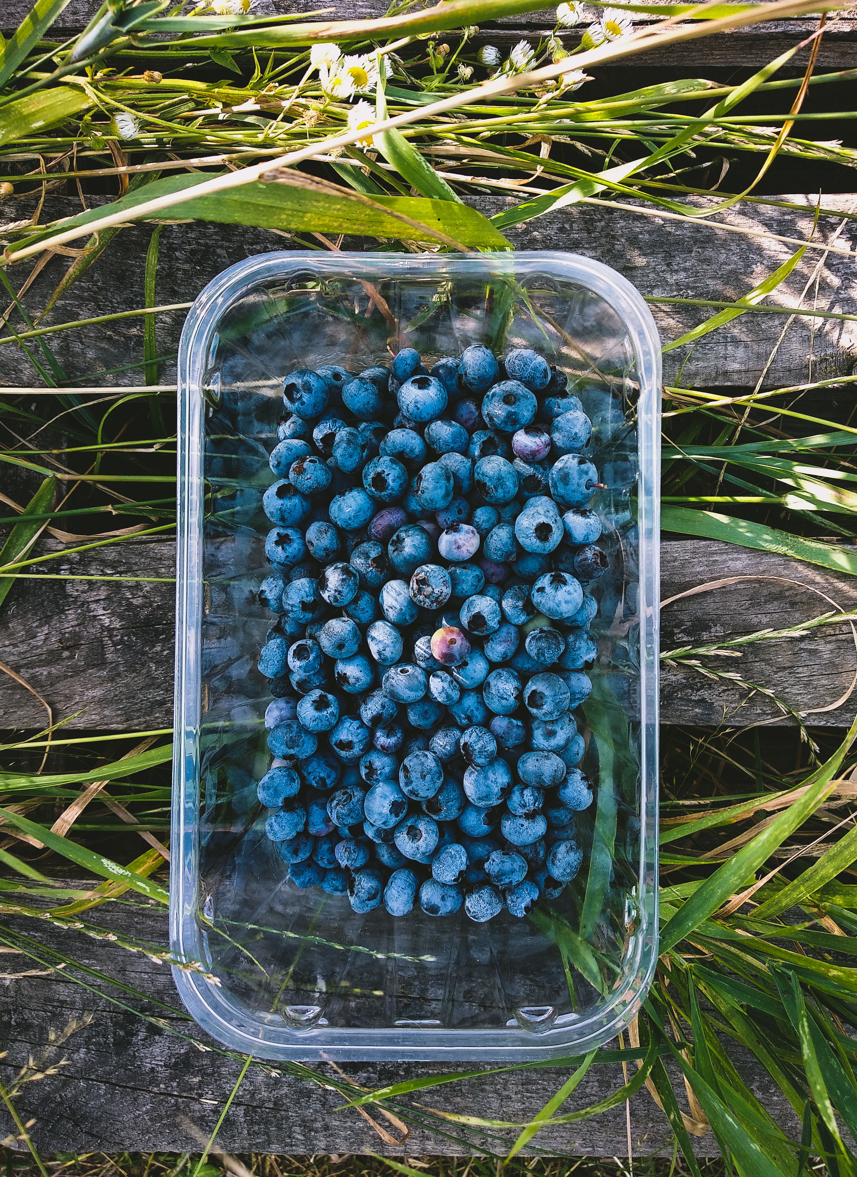 Blueberries in a Plastic Container · Free Stock Photo