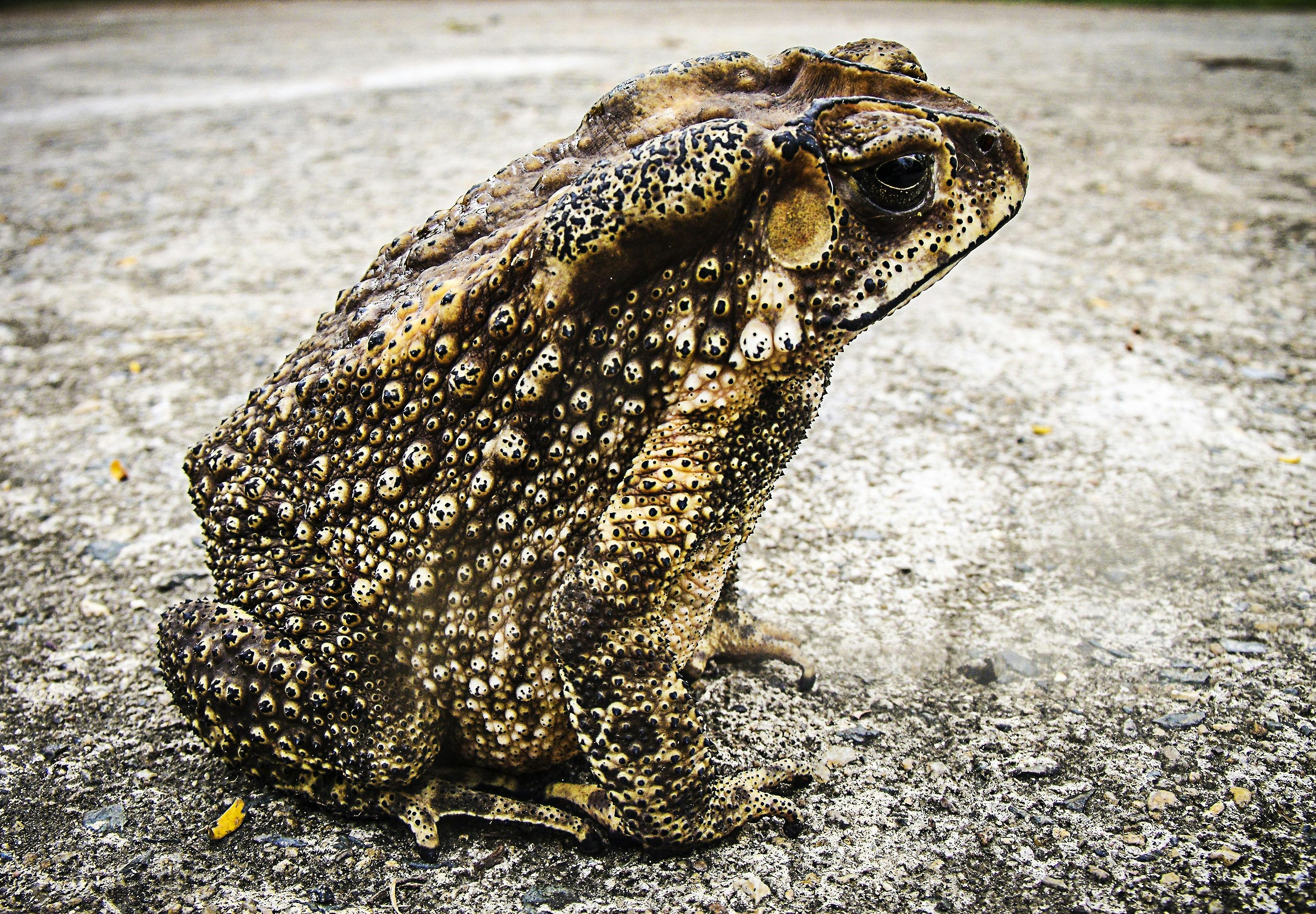 Hoppy-Toads in the Summer ~ a poem – Fiddleheads & Floss Writing Services
