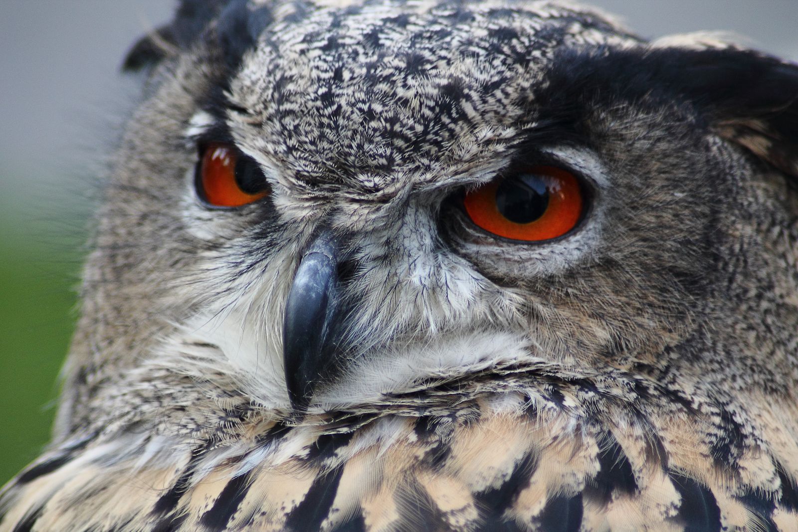 10+ melhores imagens de Inguinal Bubo · Download 100% grátis · Fotos ...