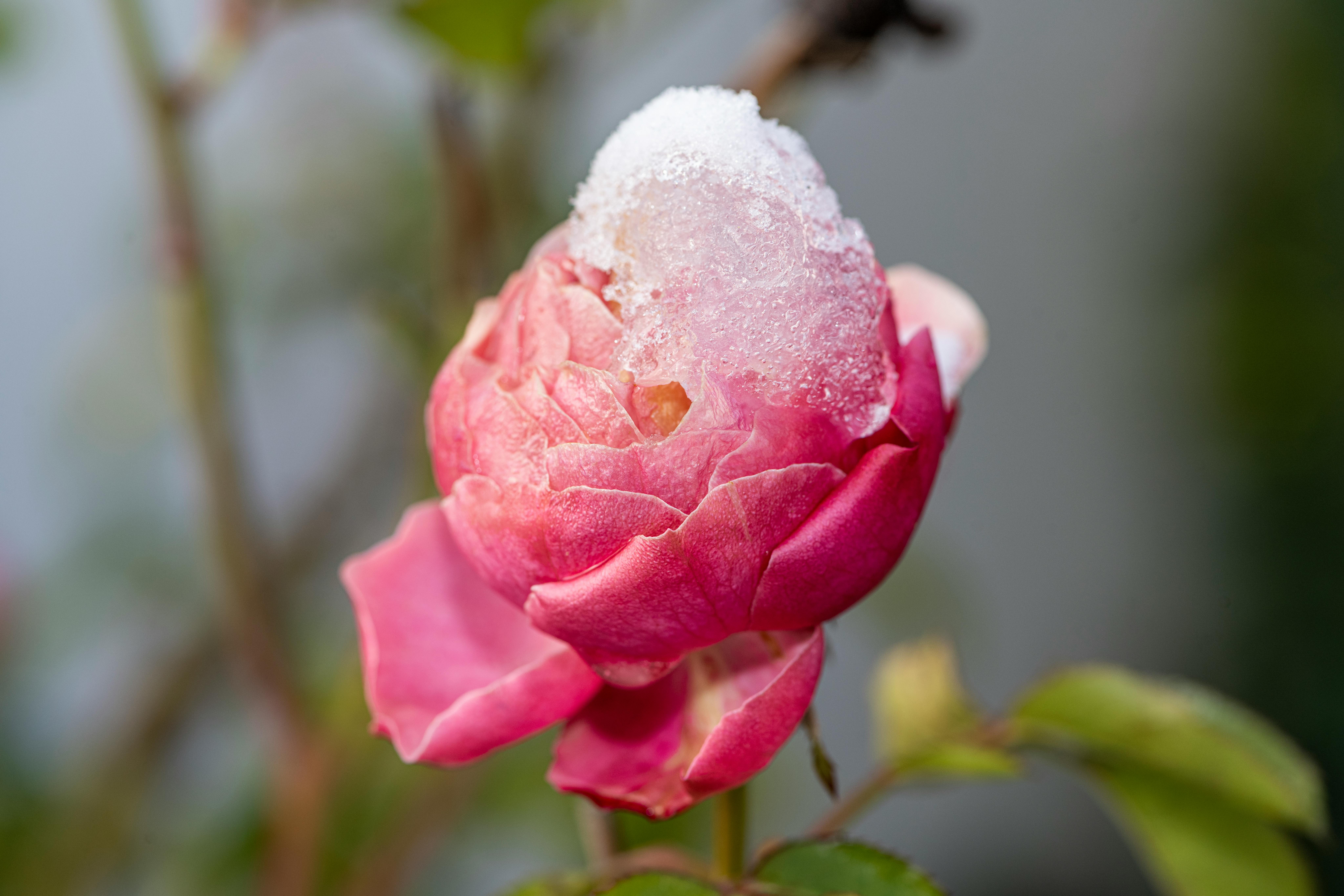Close-up of Ice on a Rose · Free Stock Photo