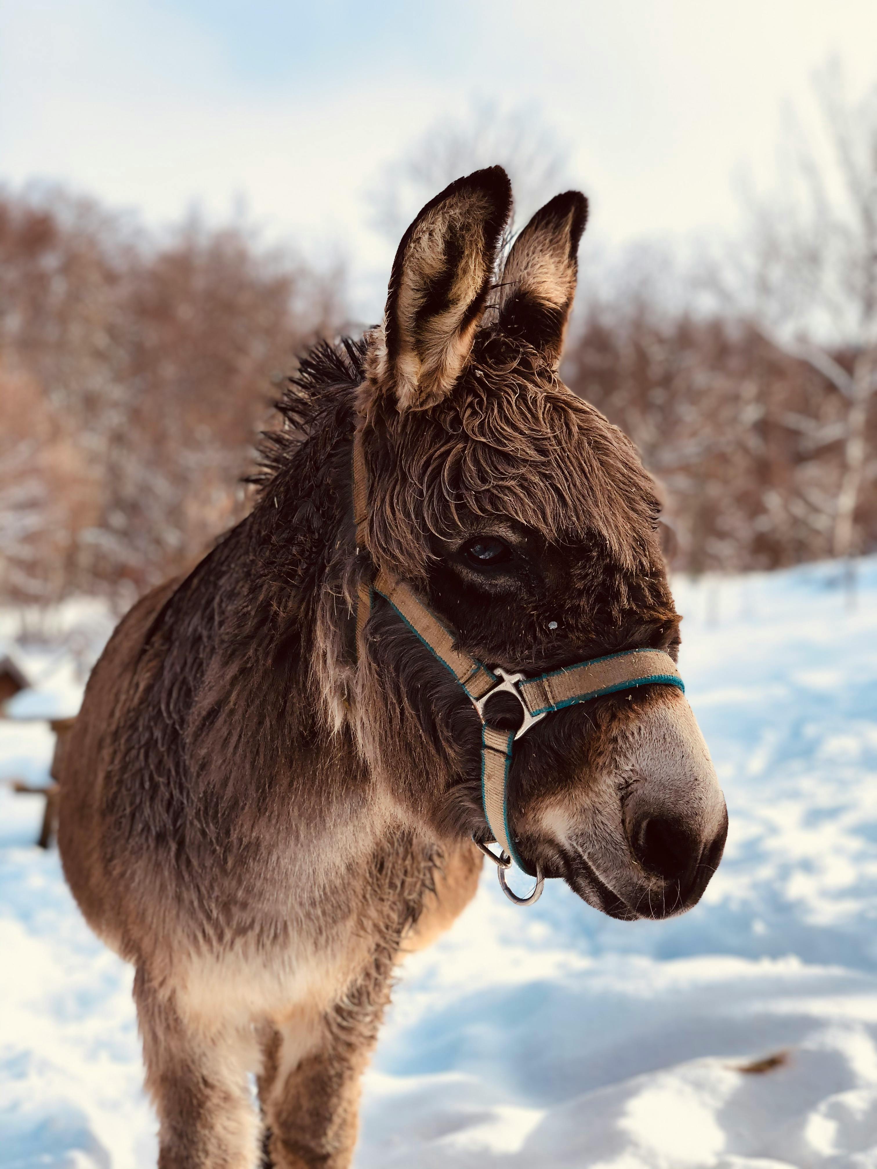 Brown Donkey in Close Up Shot · Free Stock Photo