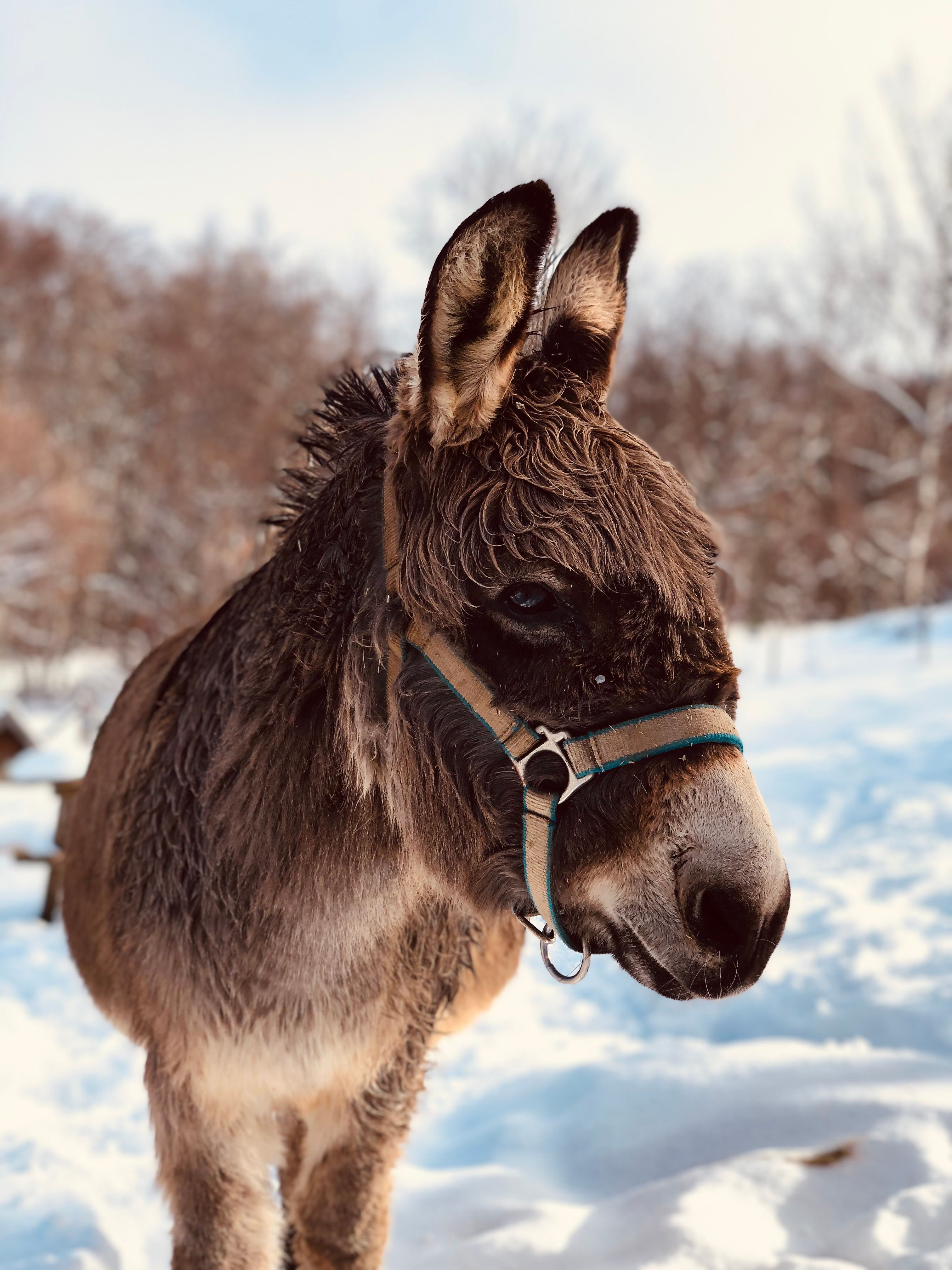 Close-Up Shot of a Donkey · Free Stock Photo