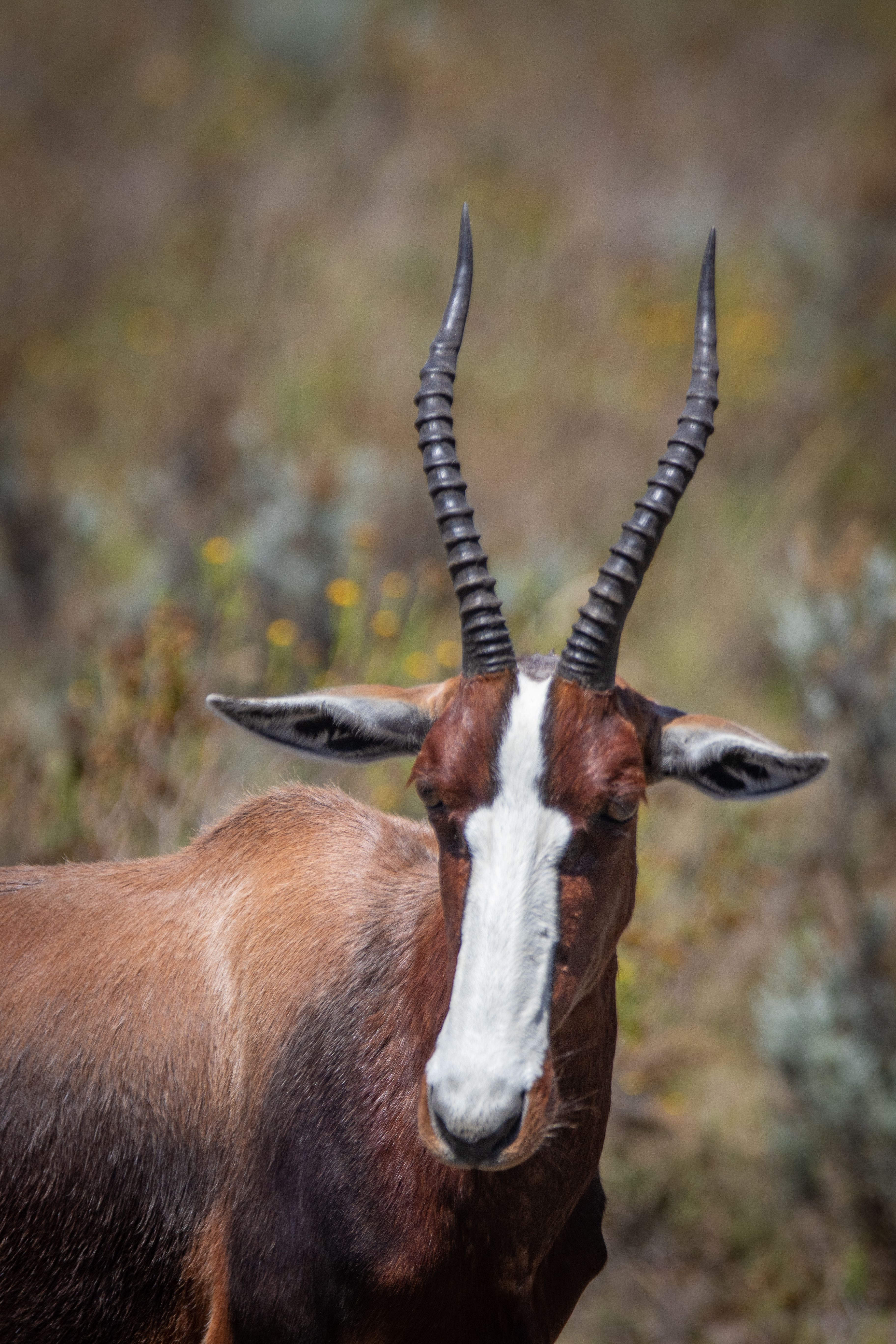 Brown and White Buck Animal · Free Stock Photo