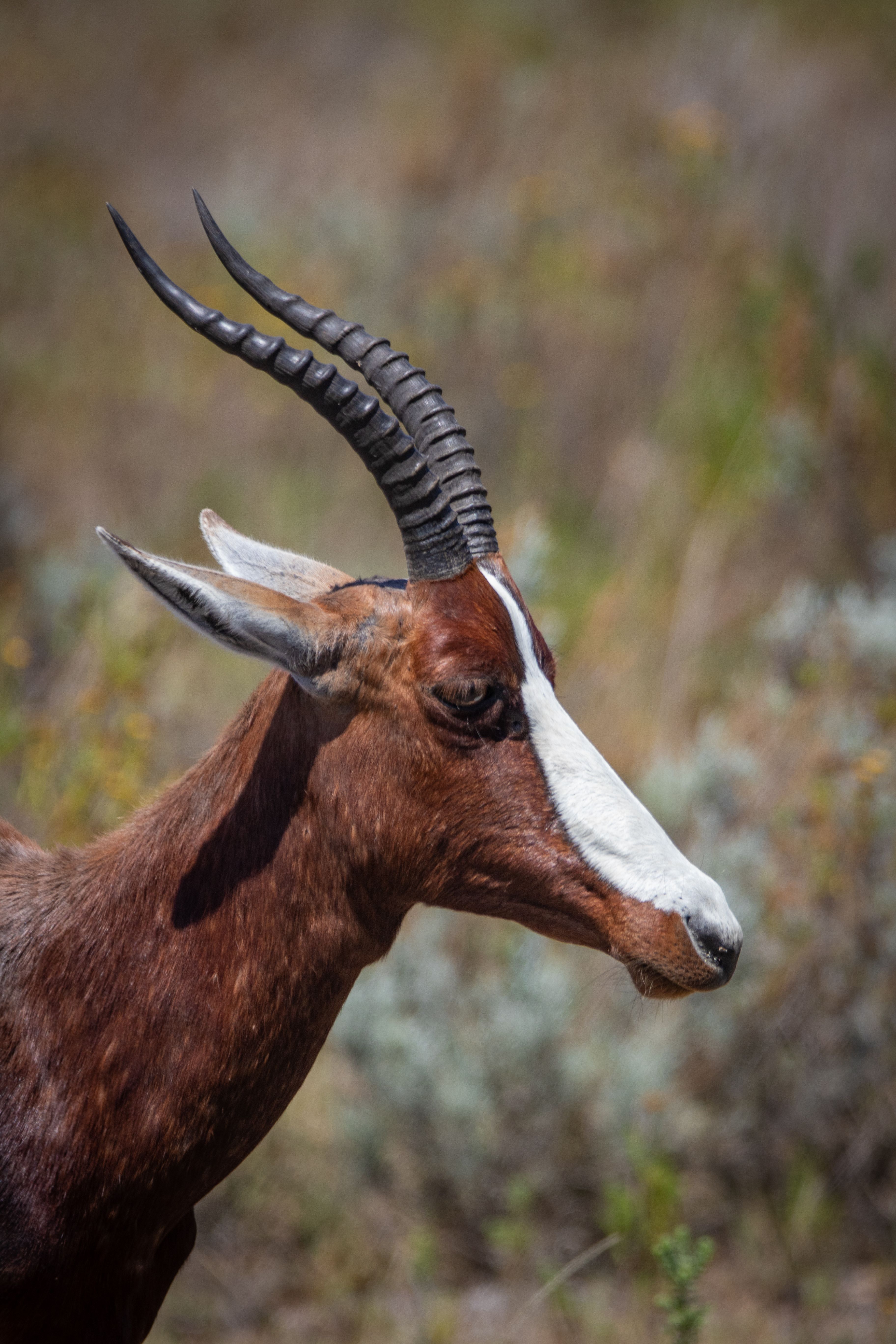 Photograph of a Sable Antelope with Long Horns · Free Stock Photo