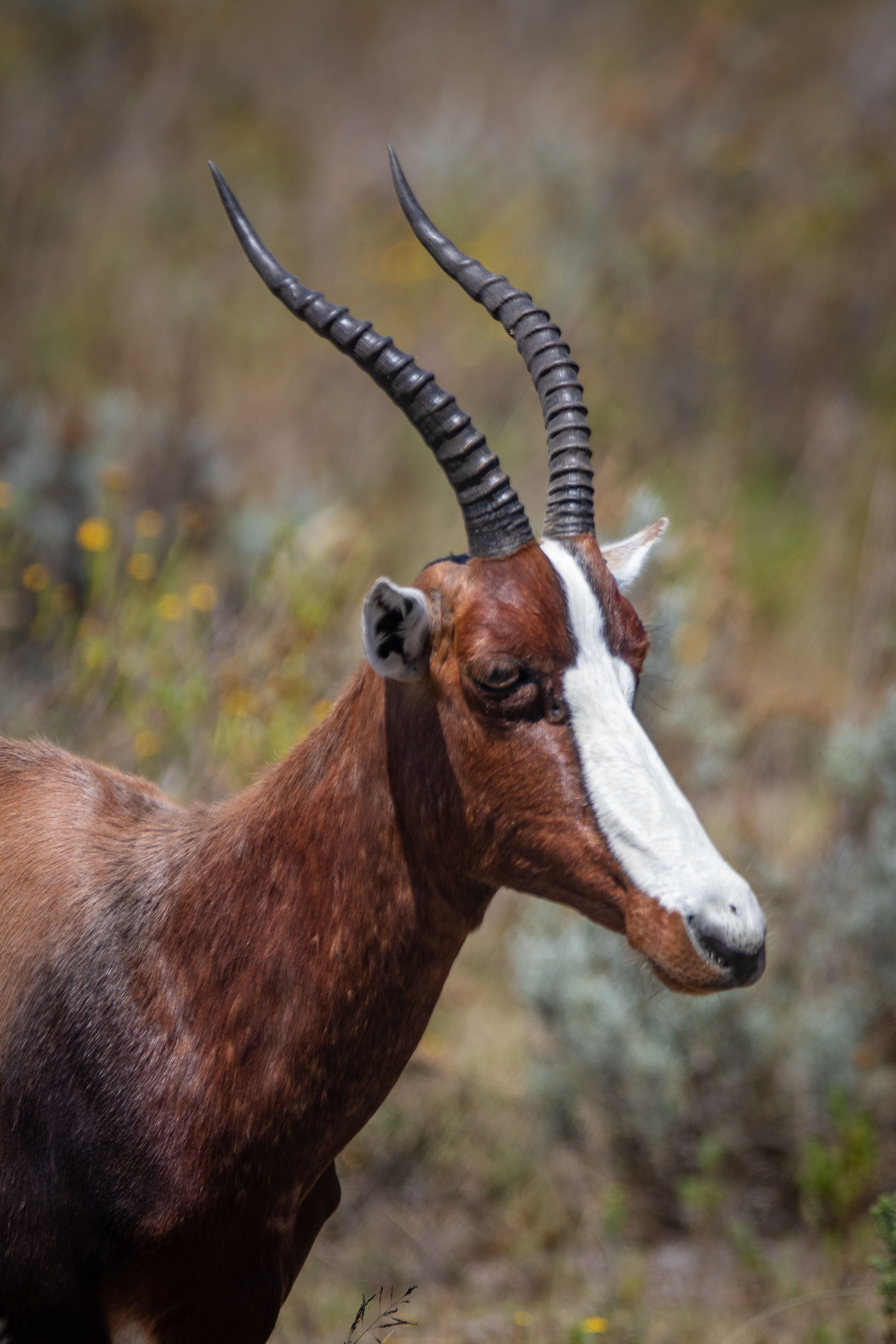 Brown and White Buck Animal · Free Stock Photo