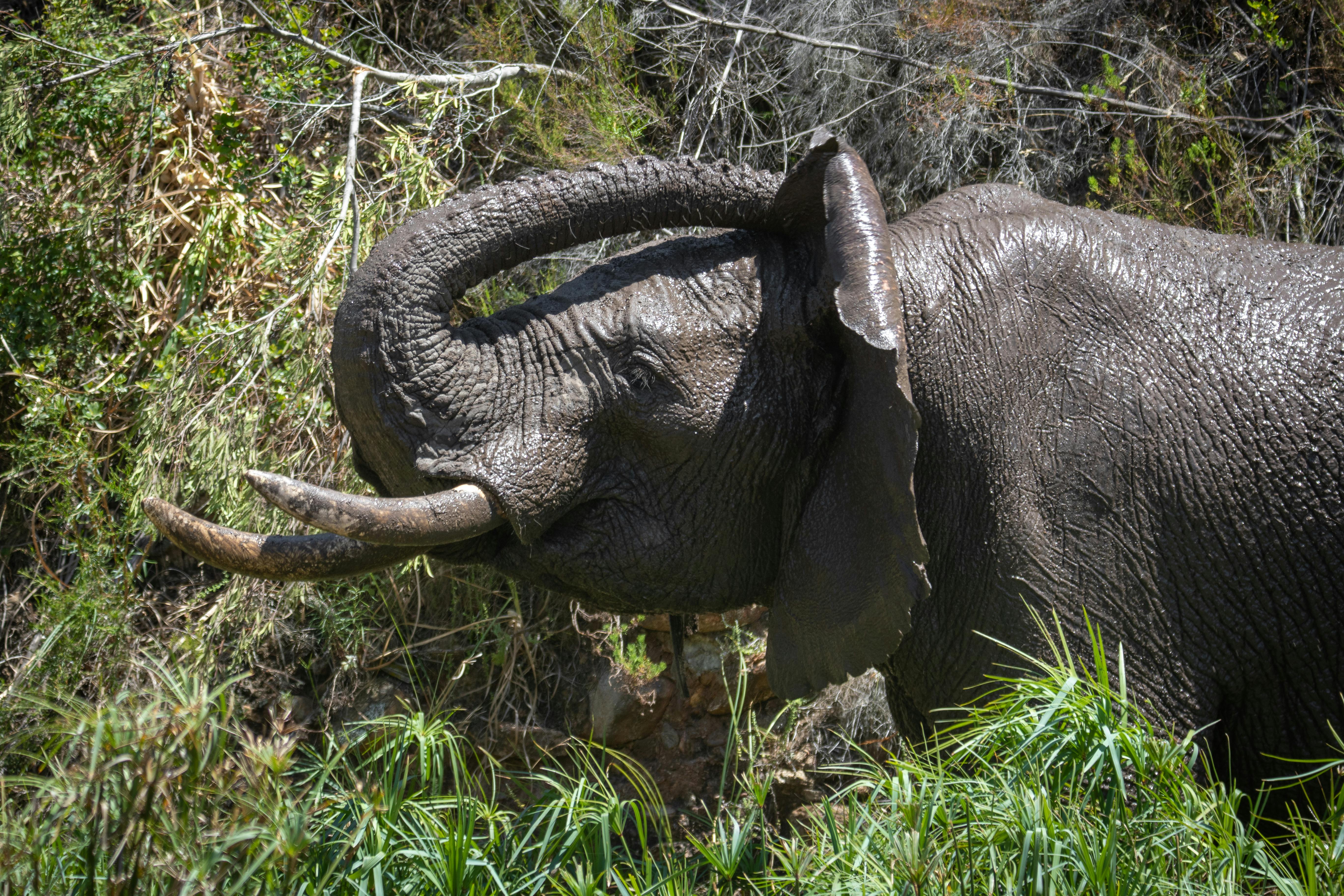 Close Up Shot of an Elephant · Free Stock Photo