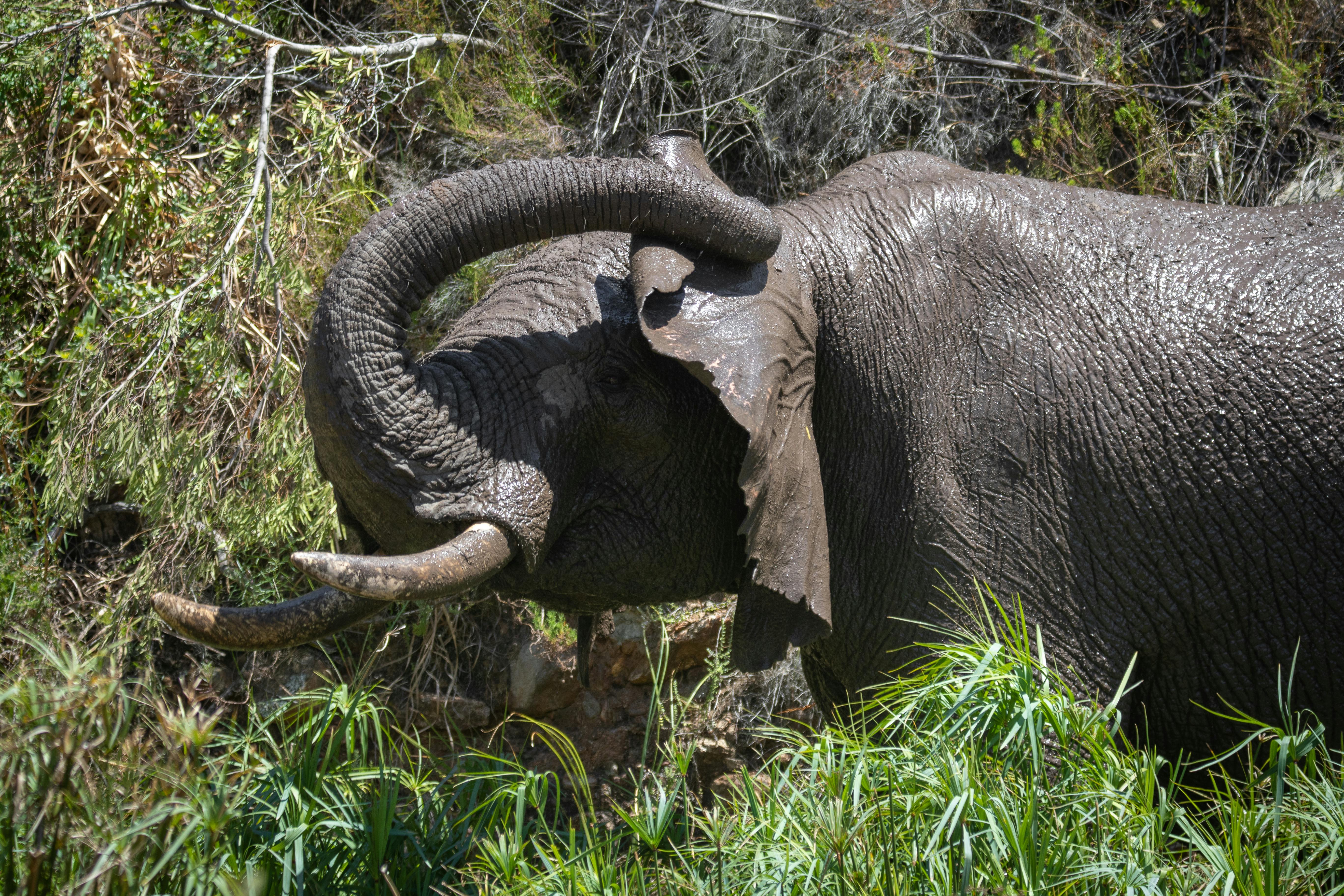 Wet Elephant Photos, Download The BEST Free Wet Elephant Stock Photos ...