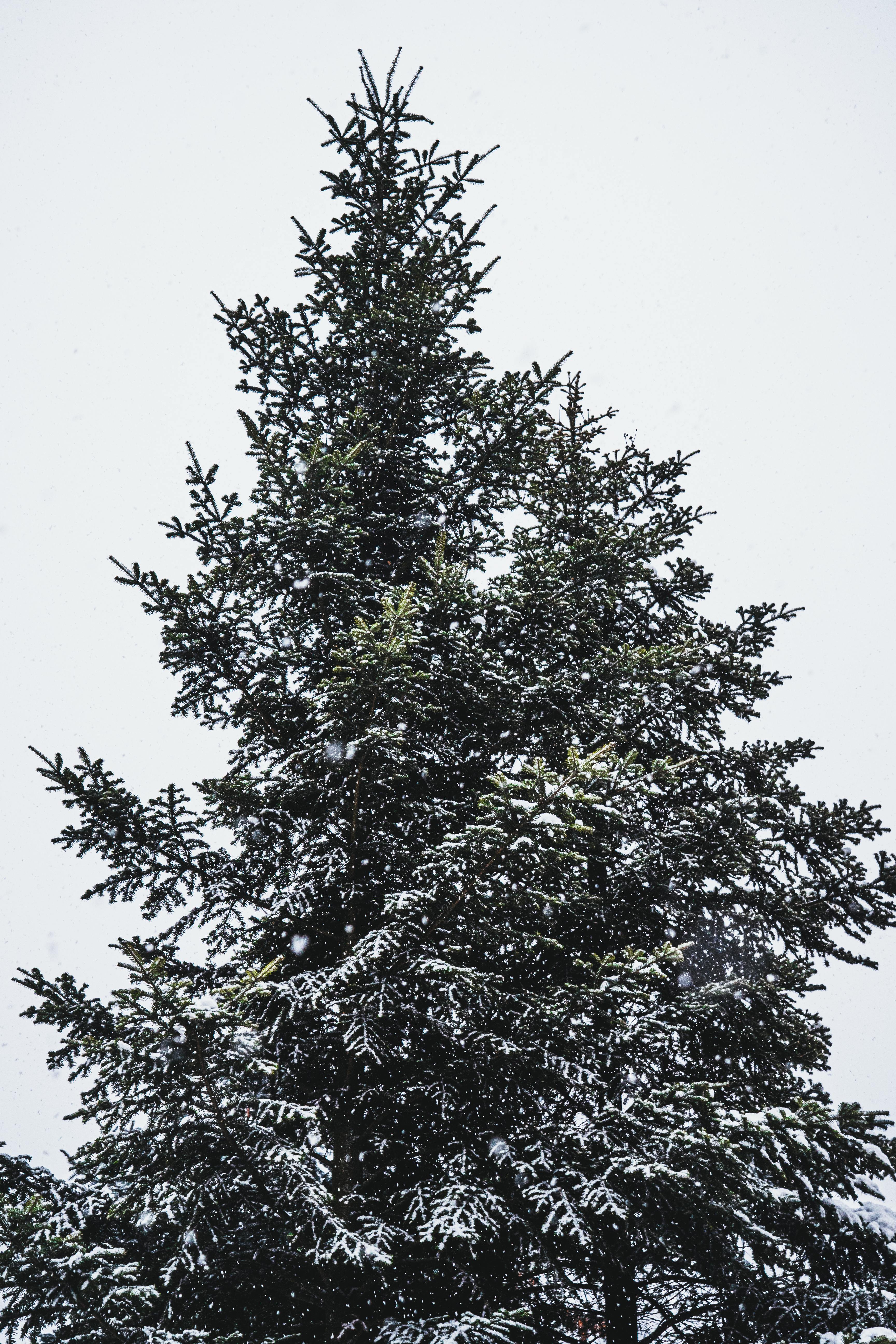 Conifer Tree on Winter Day · Free Stock Photo