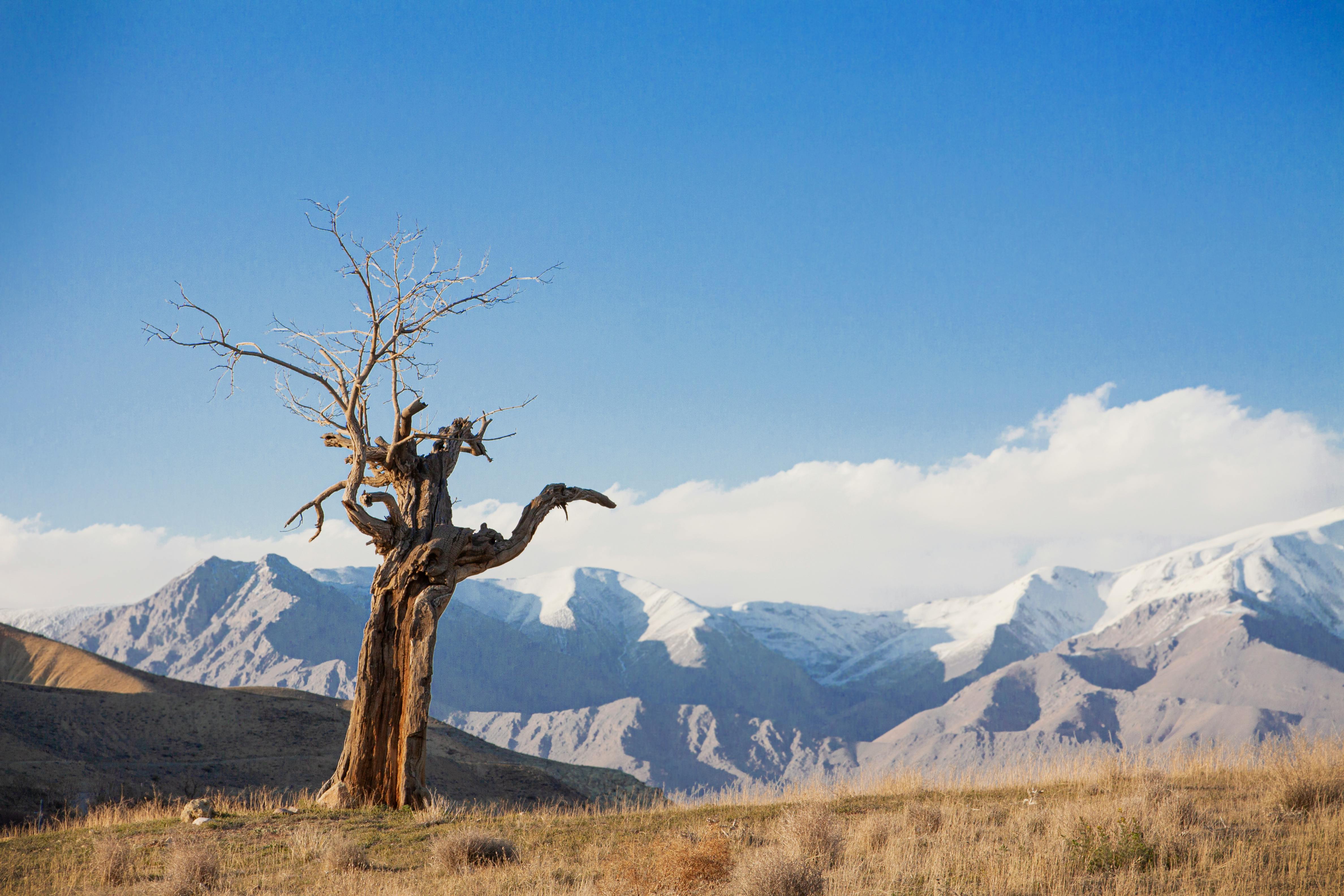 100,000+ Best Dead Tree Photos · 100% Free Download · Pexels Stock Photos