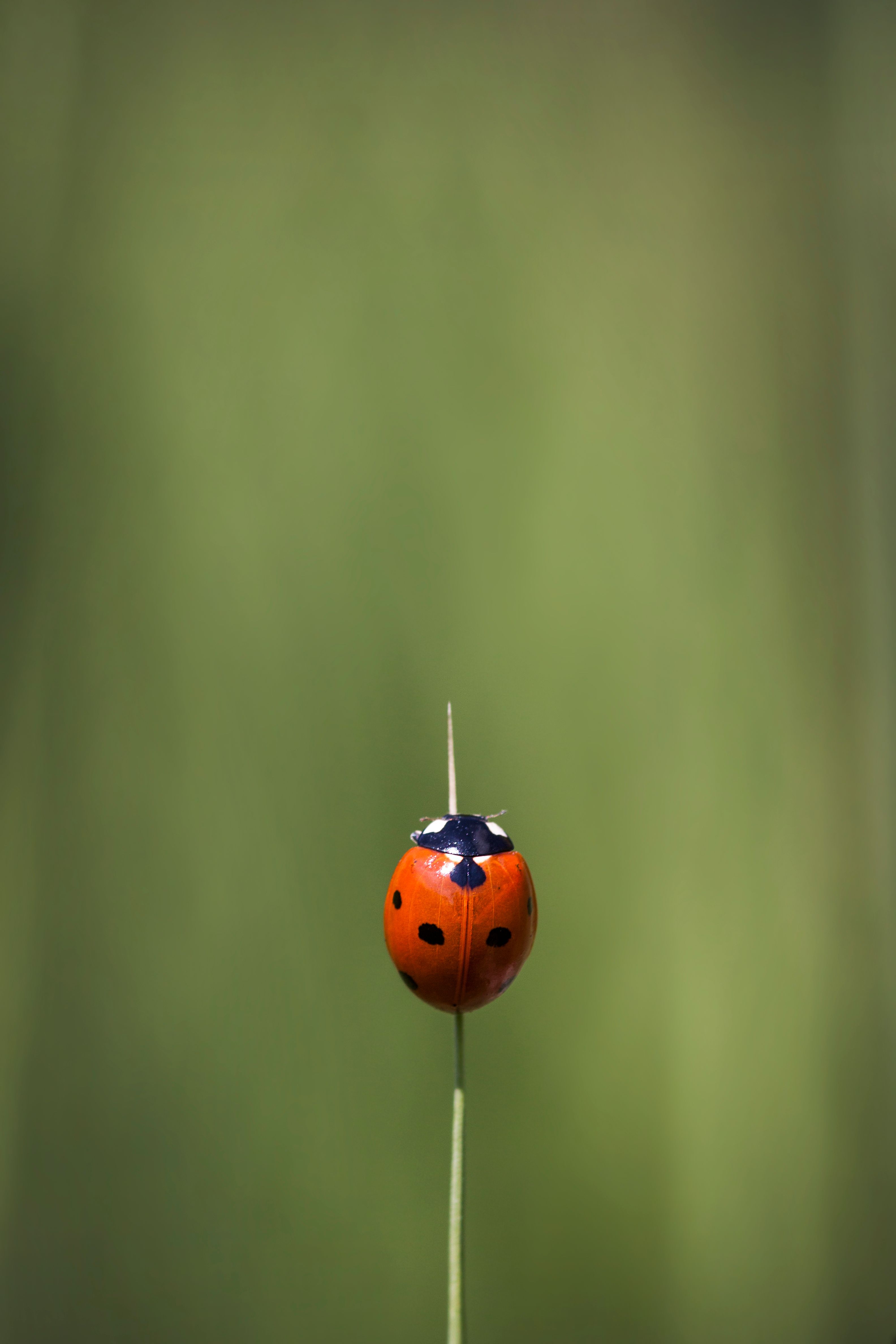 Close-Up Shot of a Ladybug · Free Stock Photo