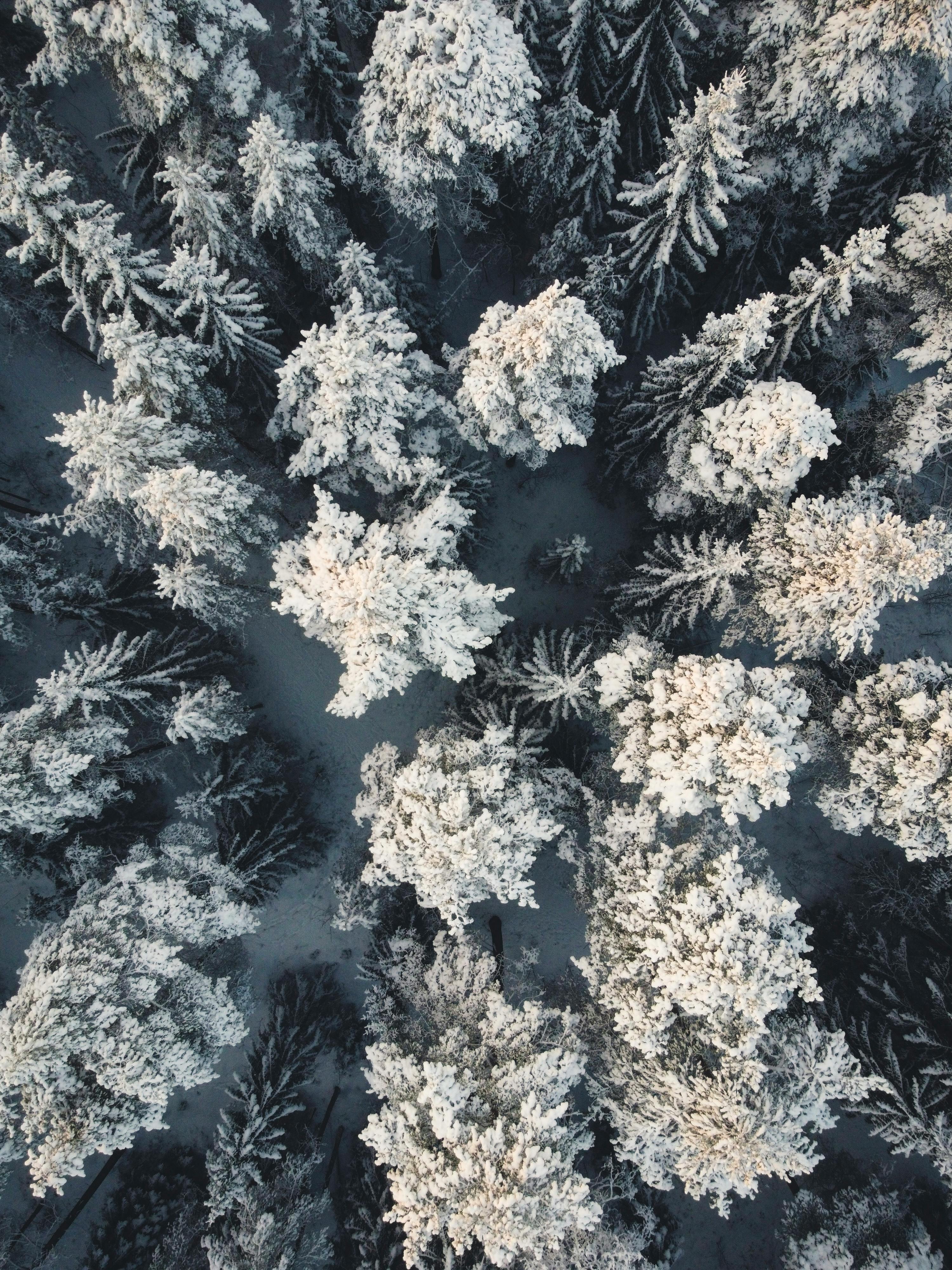 High Angle View of Trees Against Sky · Free Stock Photo