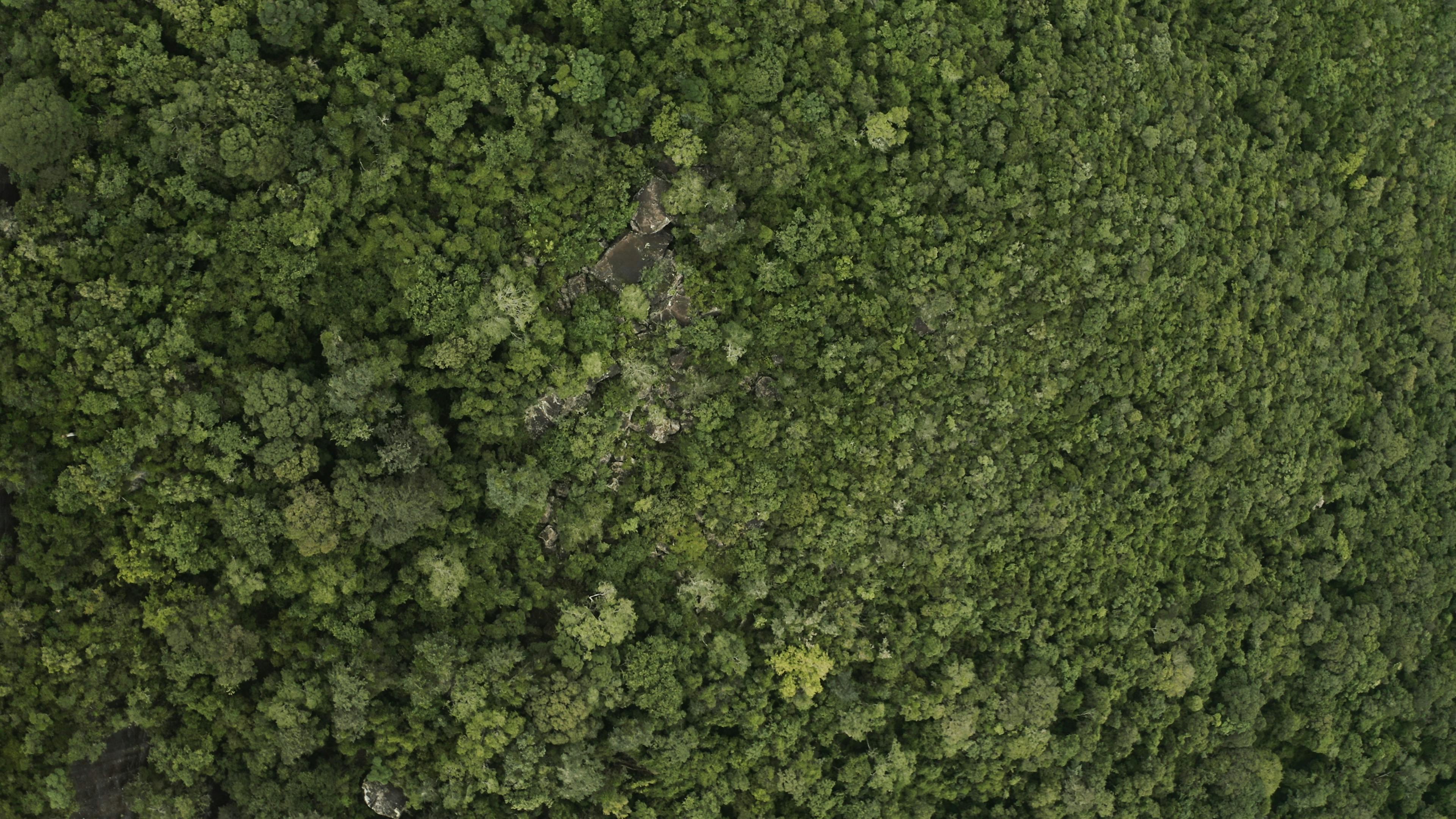 Aerial View of Forest · Free Stock Photo