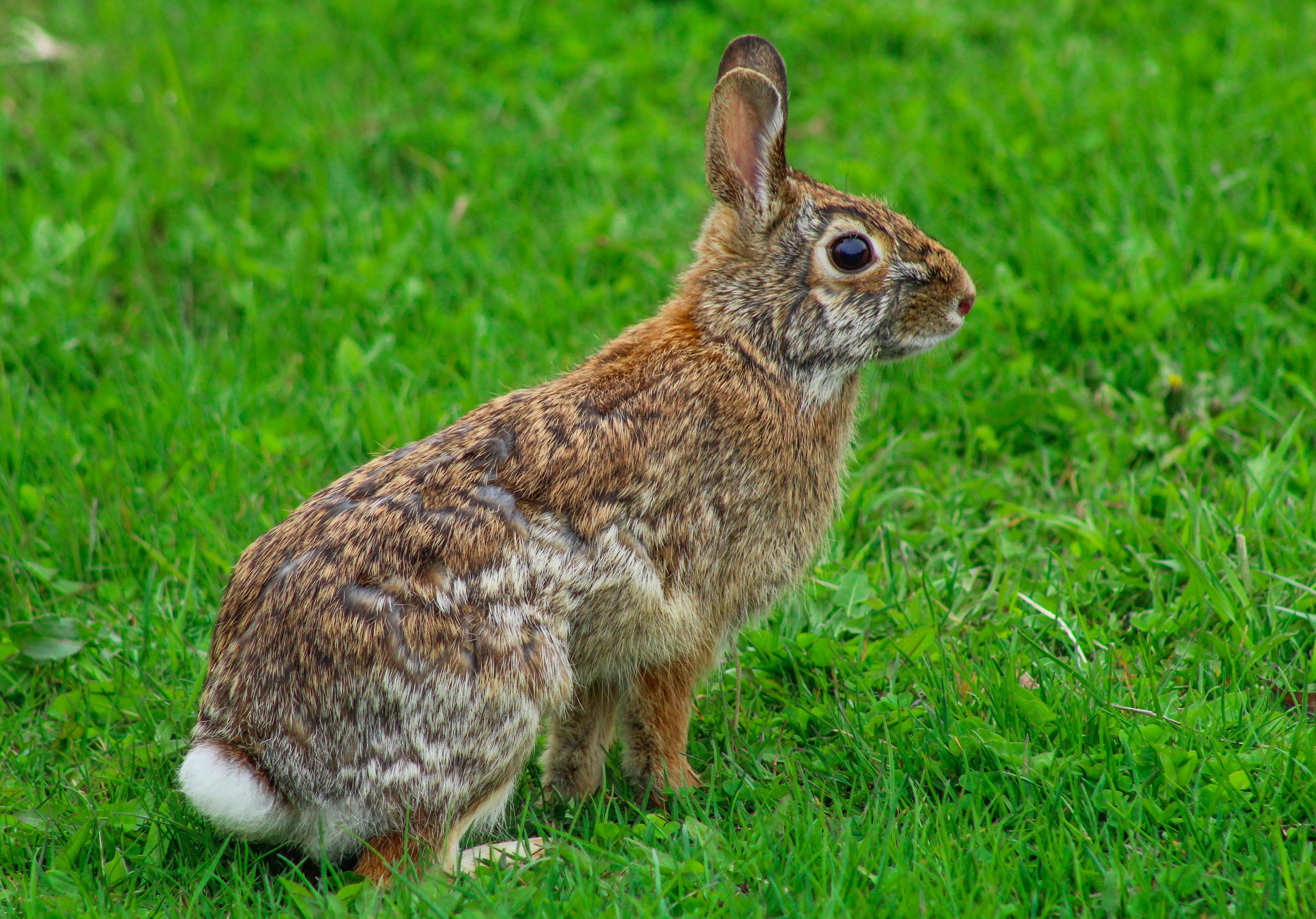 Selective Focus Photo of Rabbit · Free Stock Photo