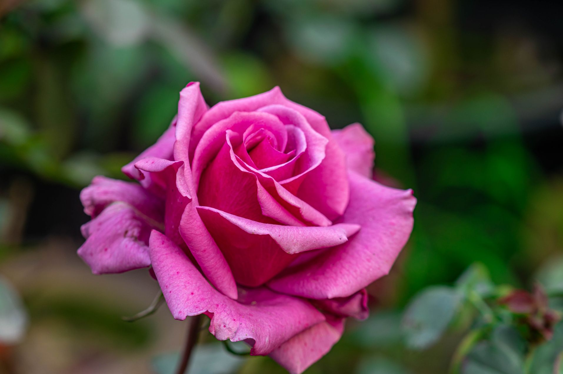 How Big Do Rose Bushes Get: A Guide to Size and Variability