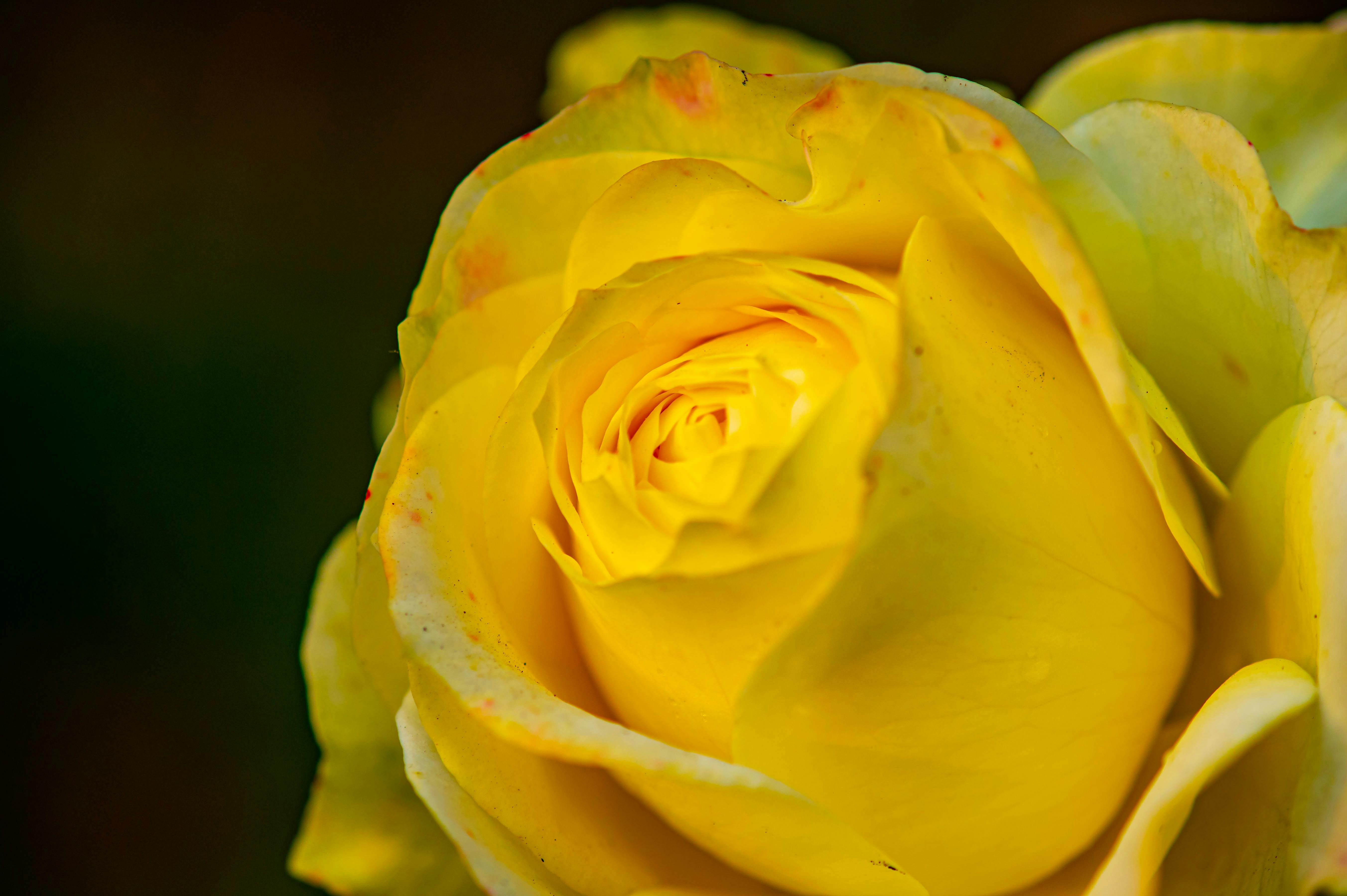 A Beautiful Yellow Rose · Free Stock Photo