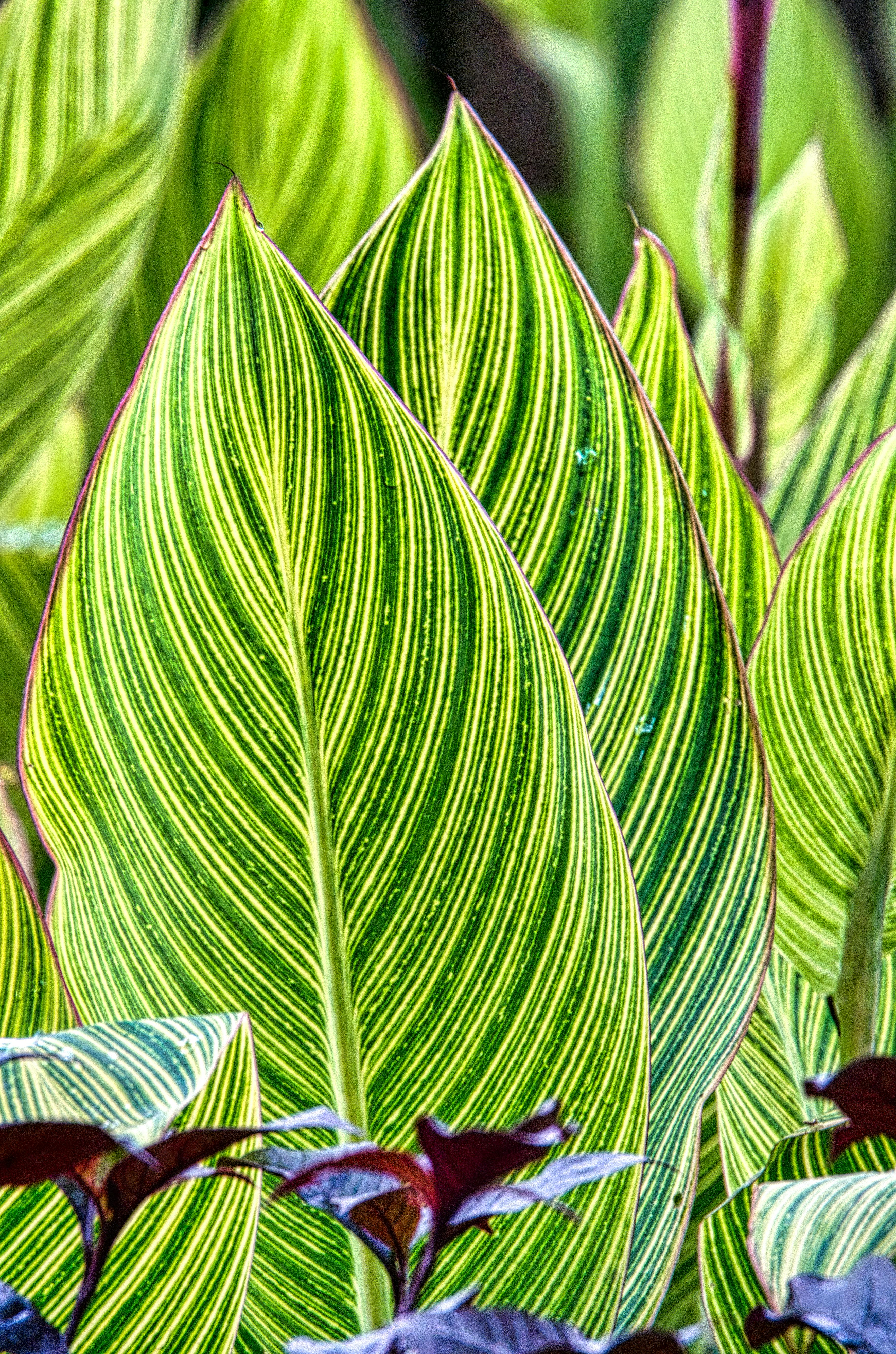 Green Leaves of a Canna Plant on Close-up Shot · Free Stock Photo