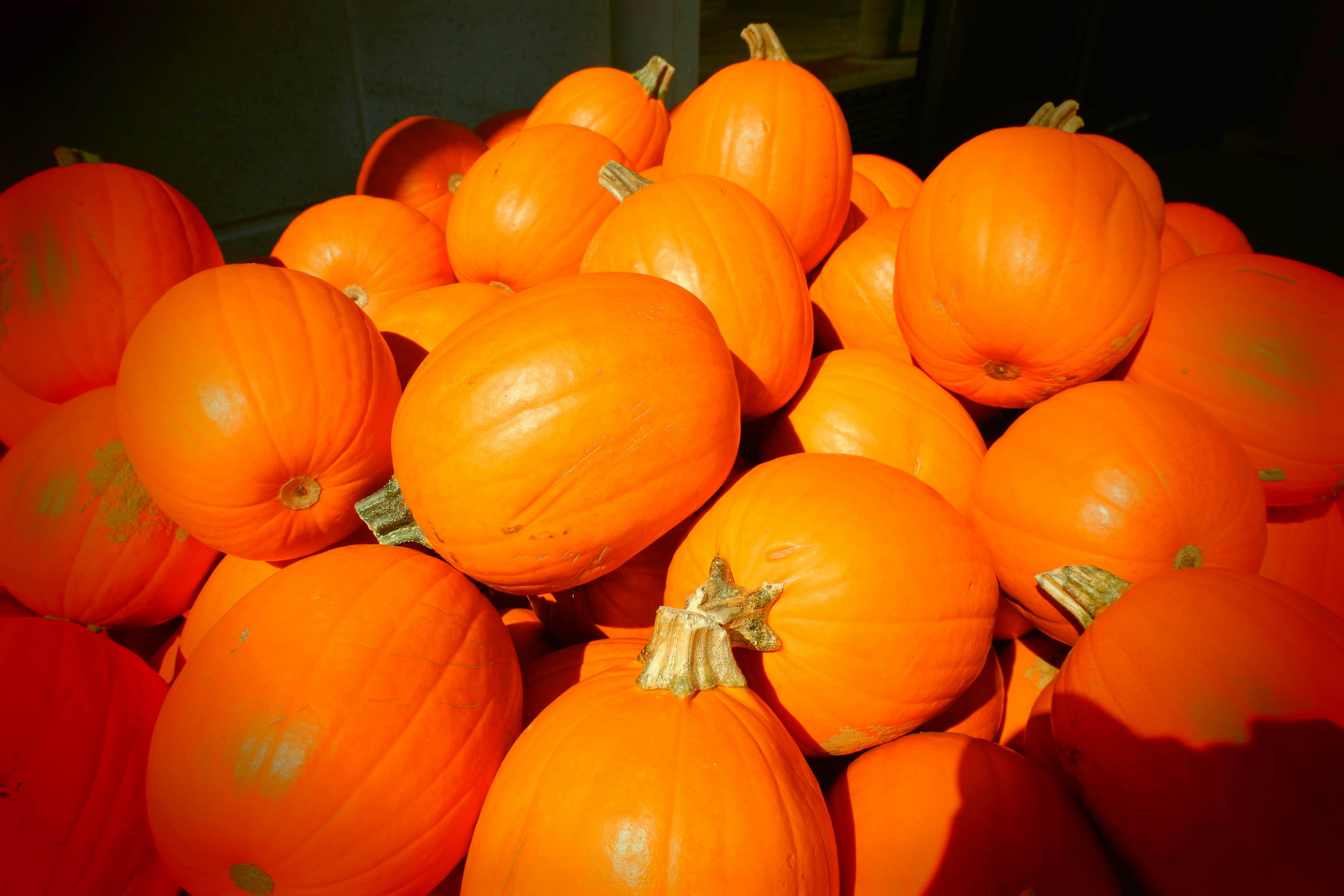 Pumpkin Lot · Free Stock Photo