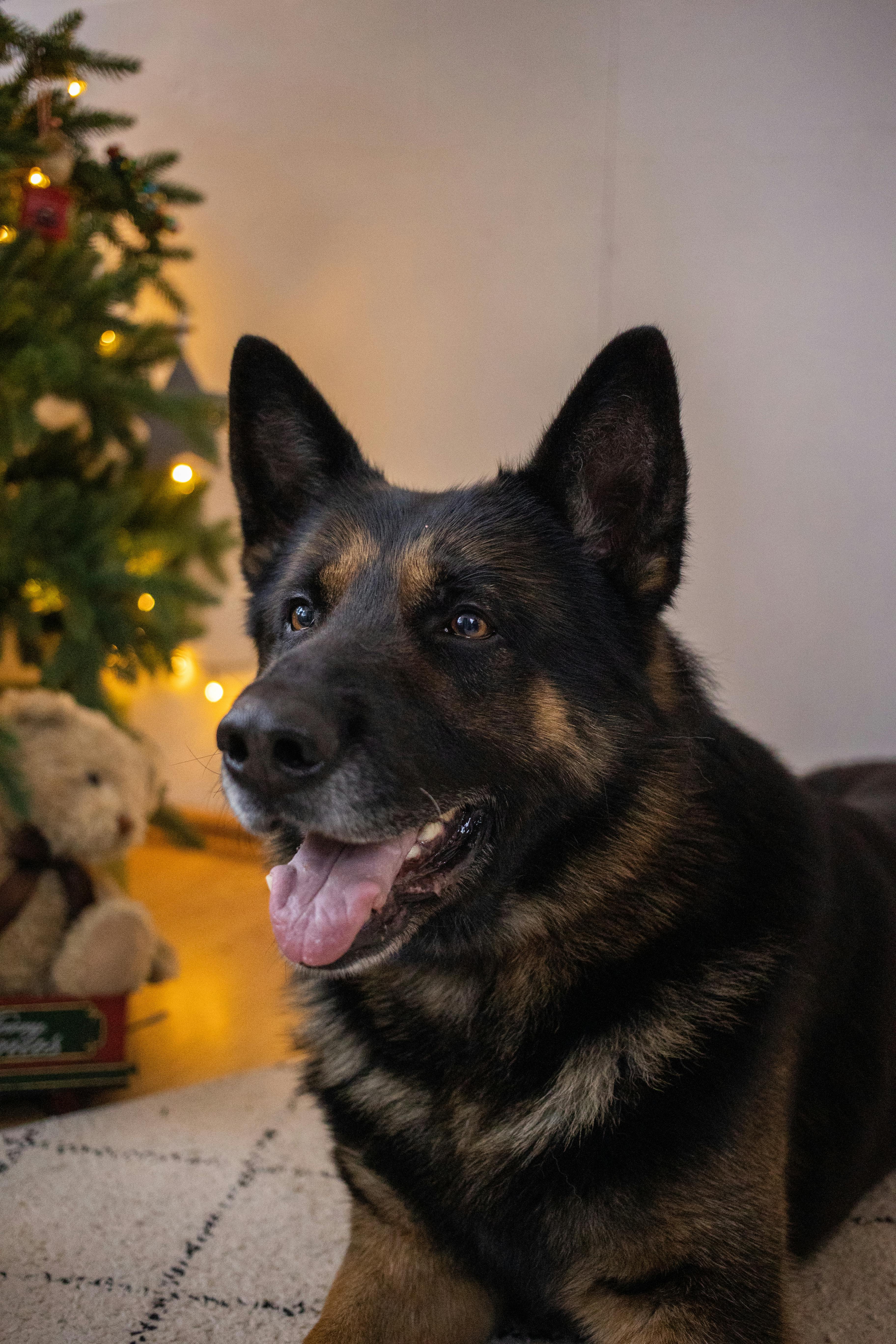 A Portrait of a Dog · Free Stock Photo