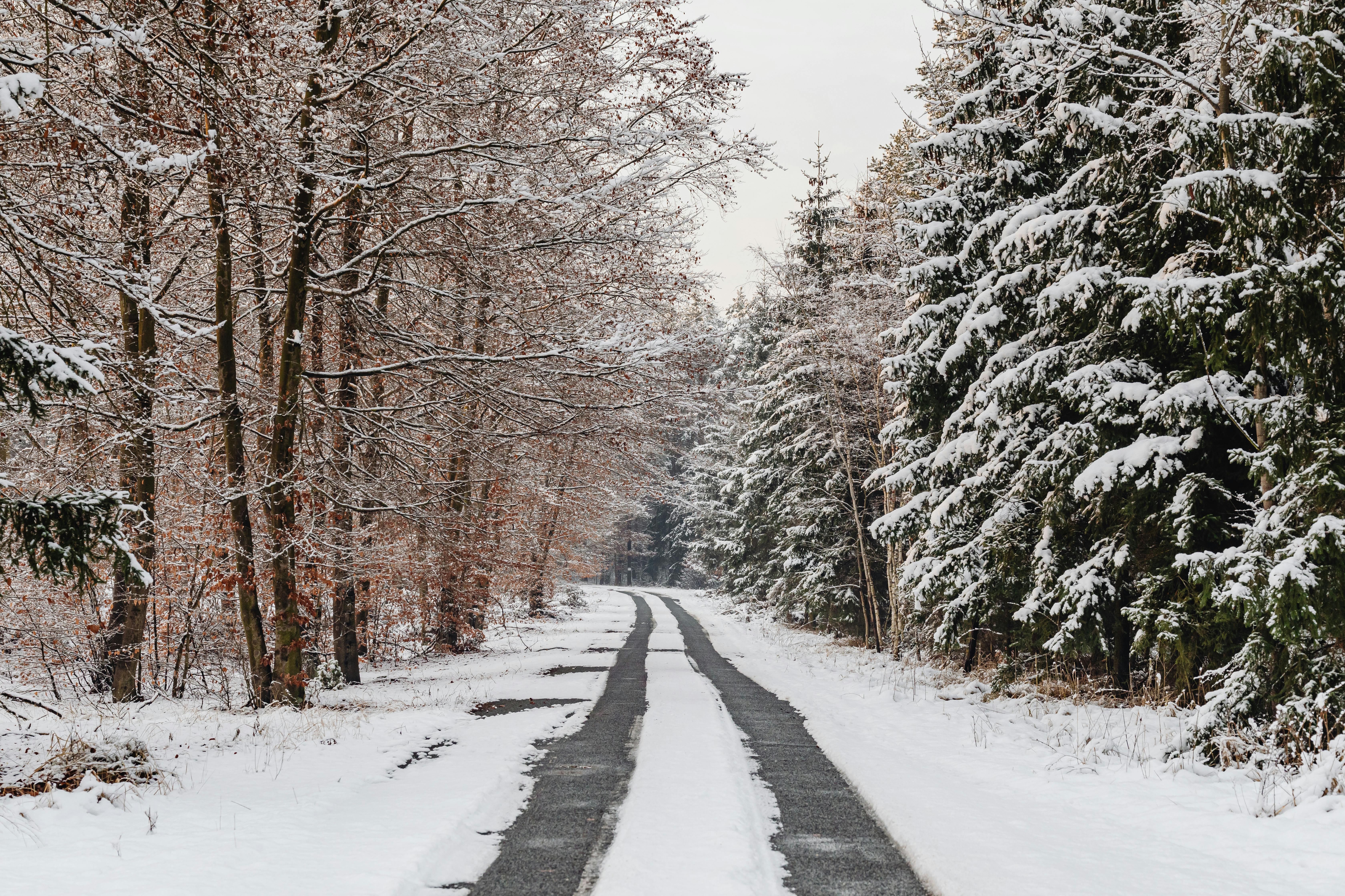 Snow Covered Road with Tracks Between Snow Covered Trees · Free Stock Photo