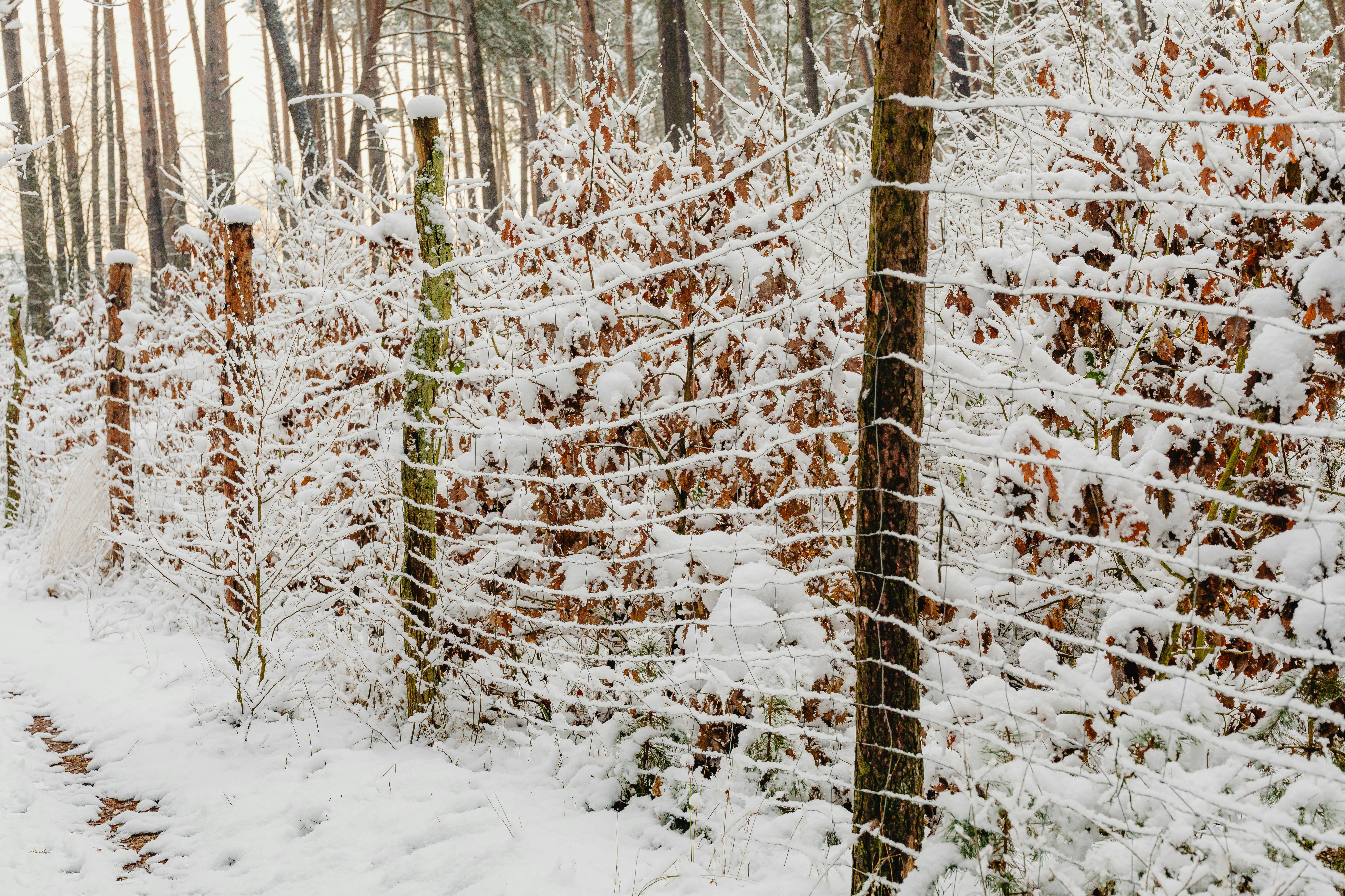 Landscape Photography of Snow Pathway Between Trees during Winter ...