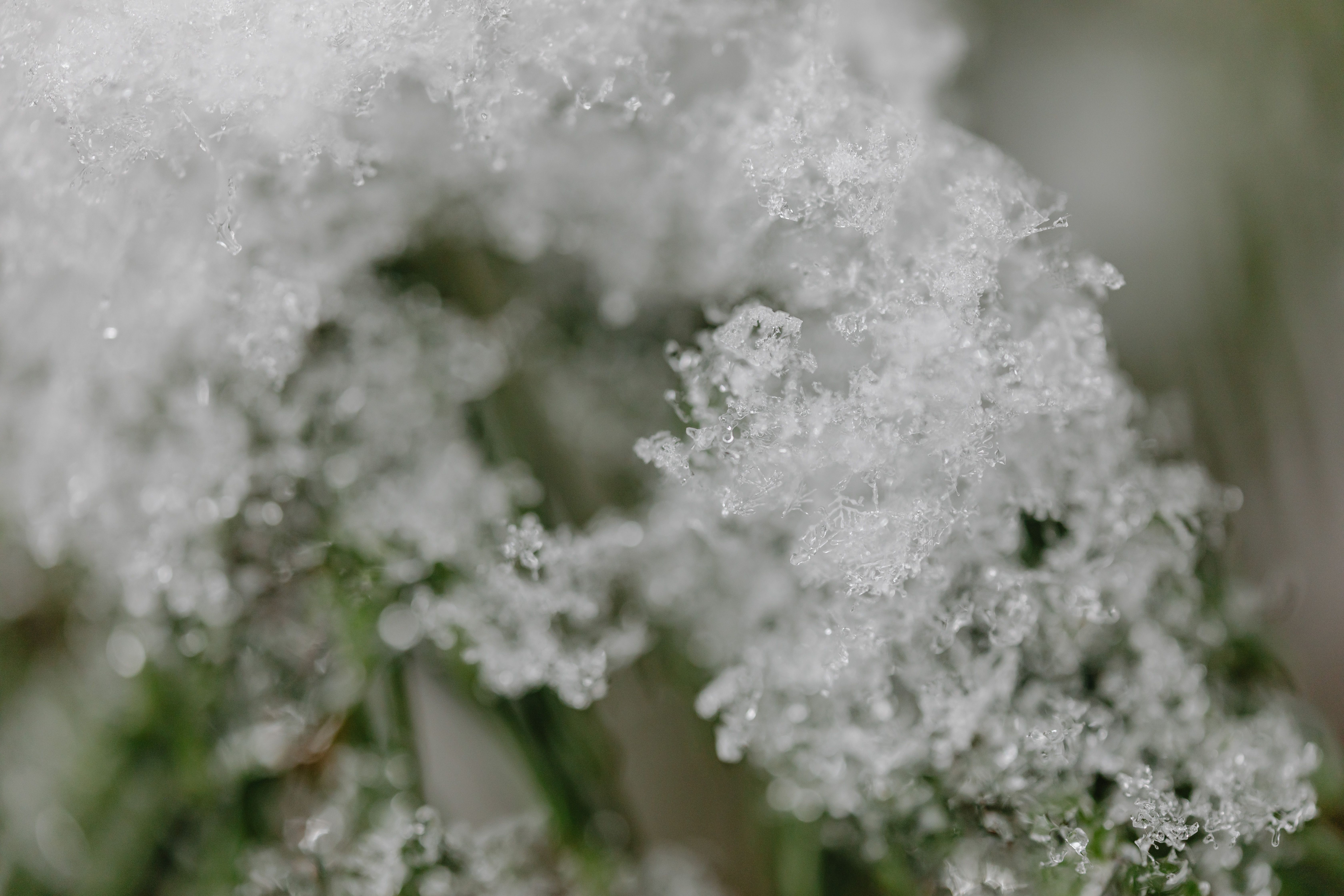 Snowflake Plant Photos, Download The BEST Free Snowflake Plant Stock ...