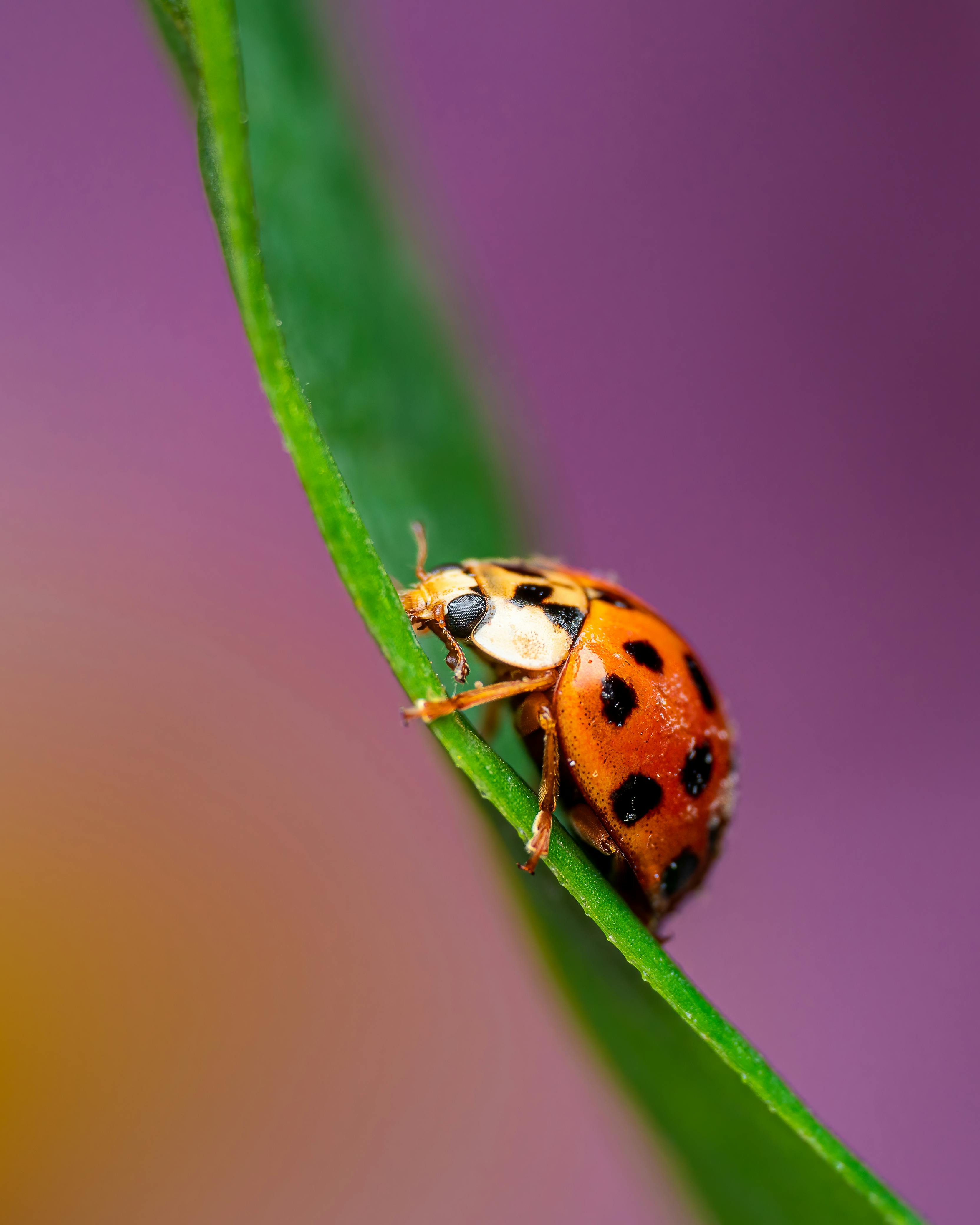 400+ Best Ladybugs Photos · 100% Free Download · Pexels Stock Photos