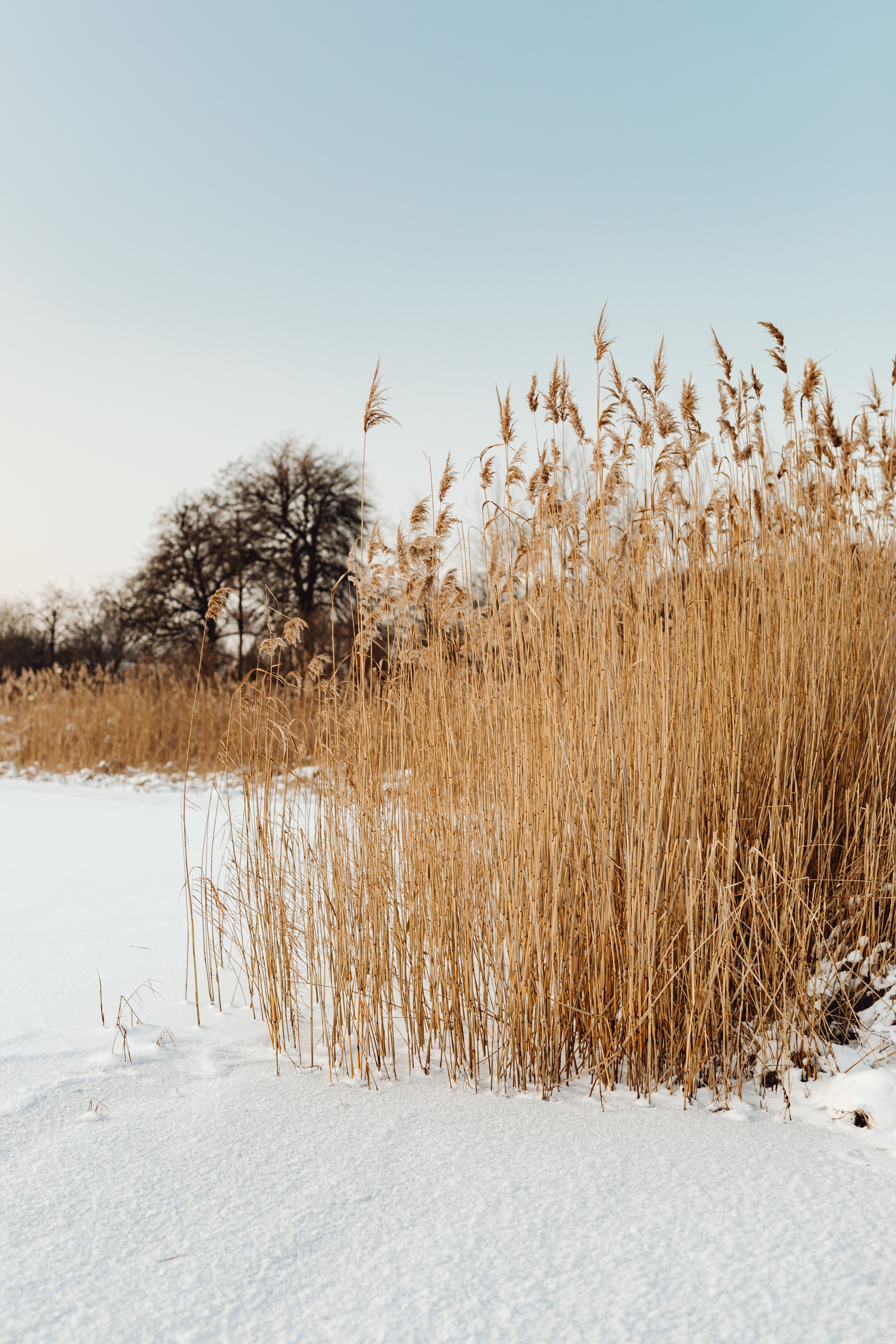 Temperate Wetland Photos, Download The BEST Free Temperate Wetland ...