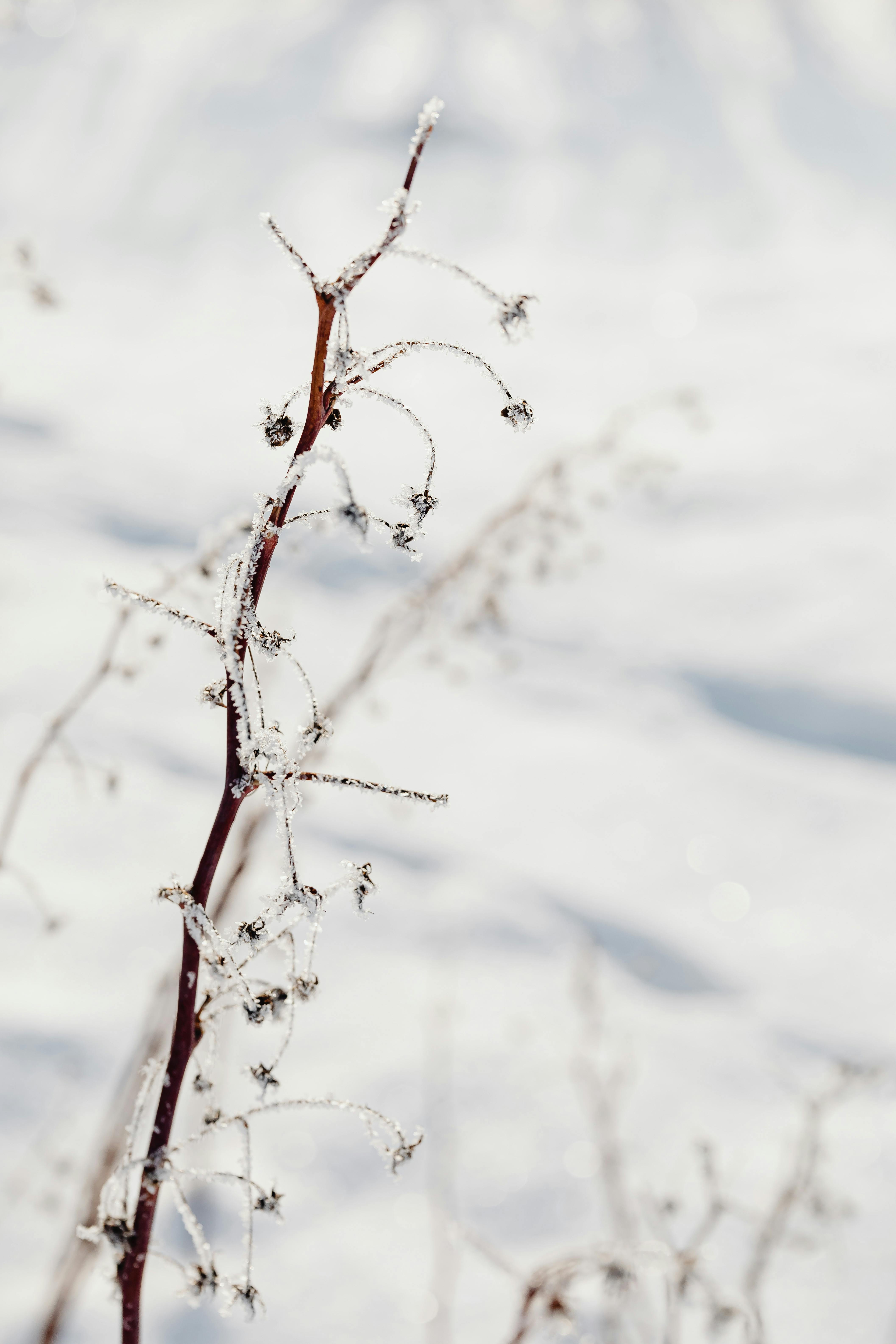 Snow Covered Tree Branch · Free Stock Photo