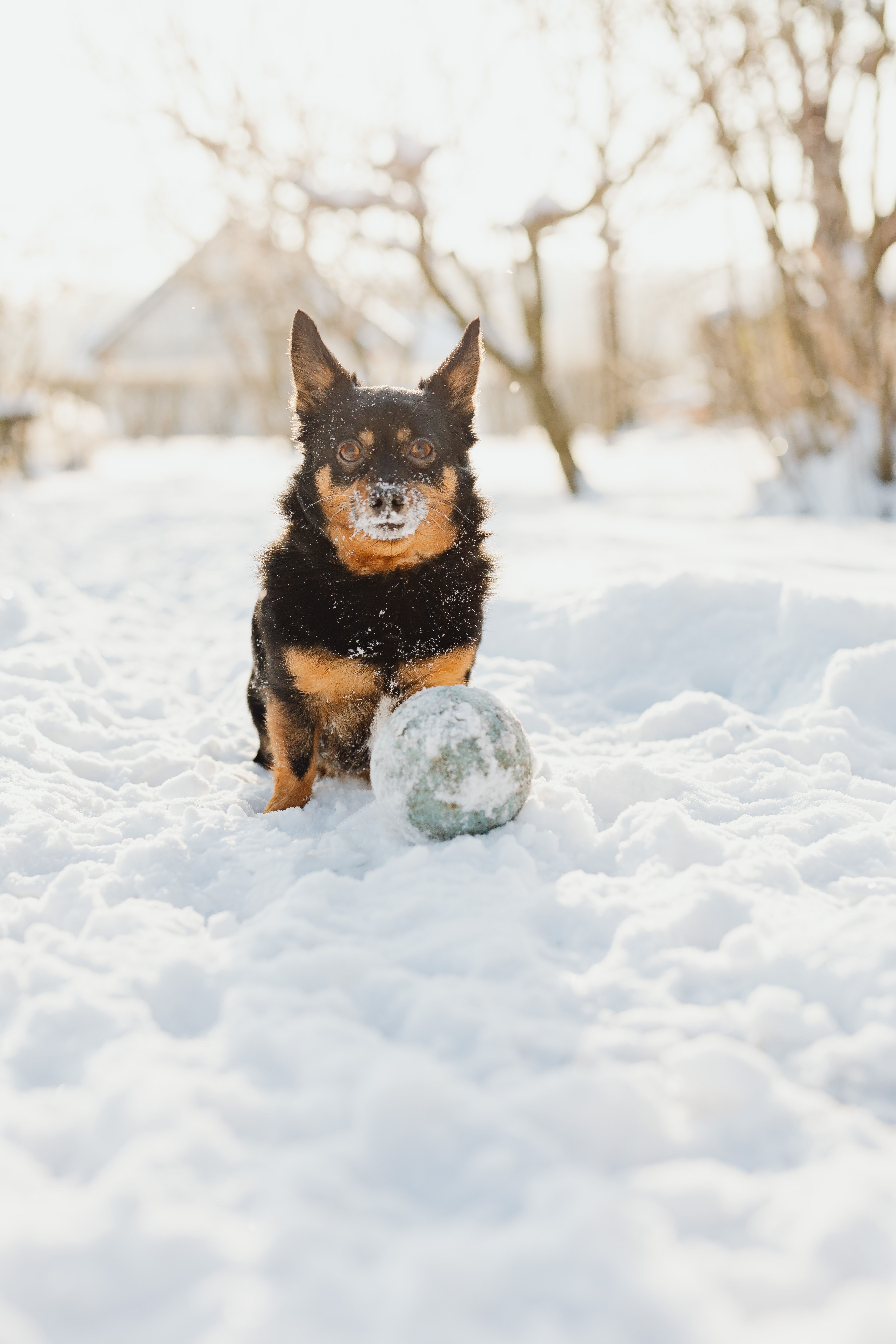 10,000+ Best Staff Dog Photos · 100% Free Download · Pexels Stock Photos