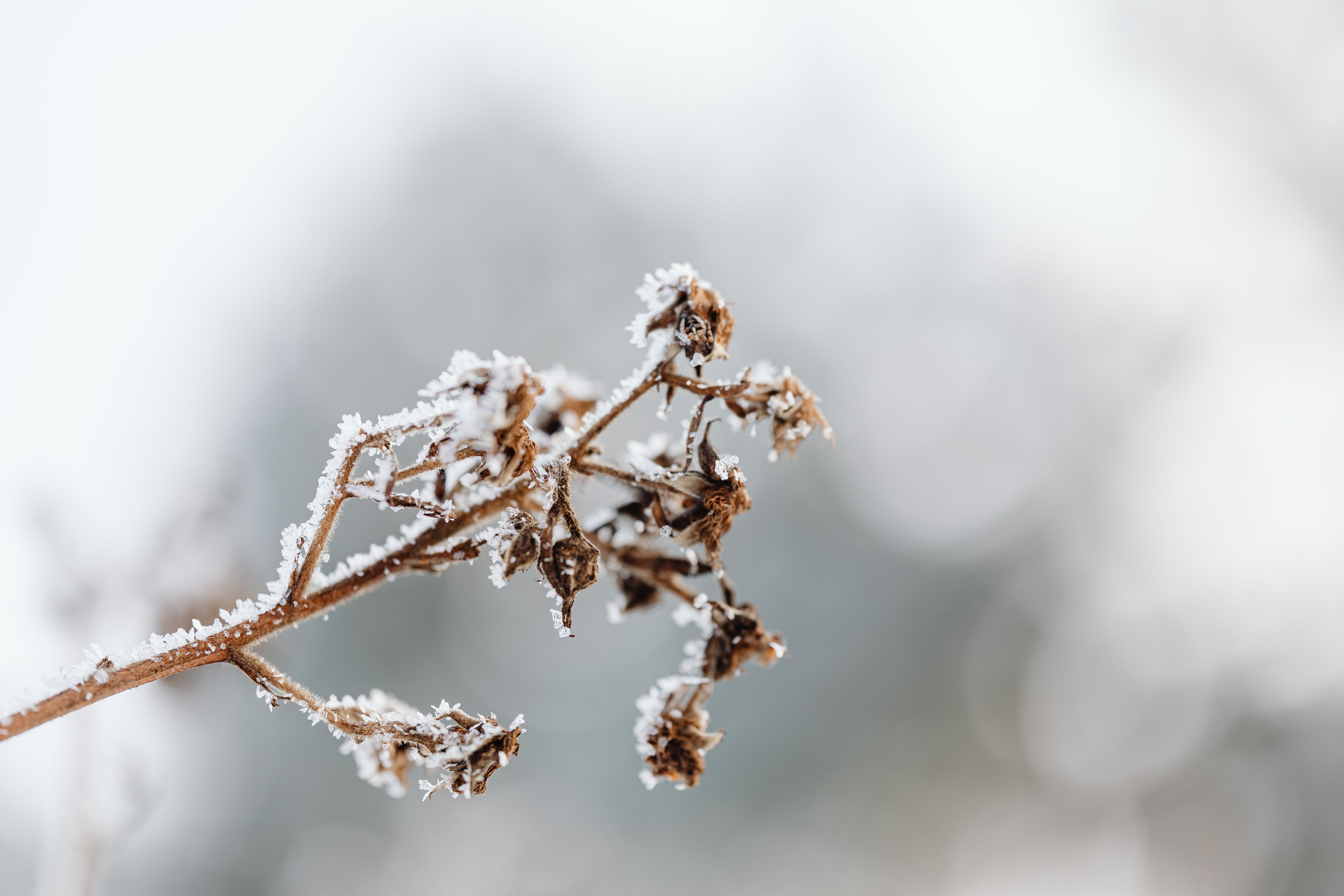 Dormant Plant Photos, Download The BEST Free Dormant Plant Stock Photos ...