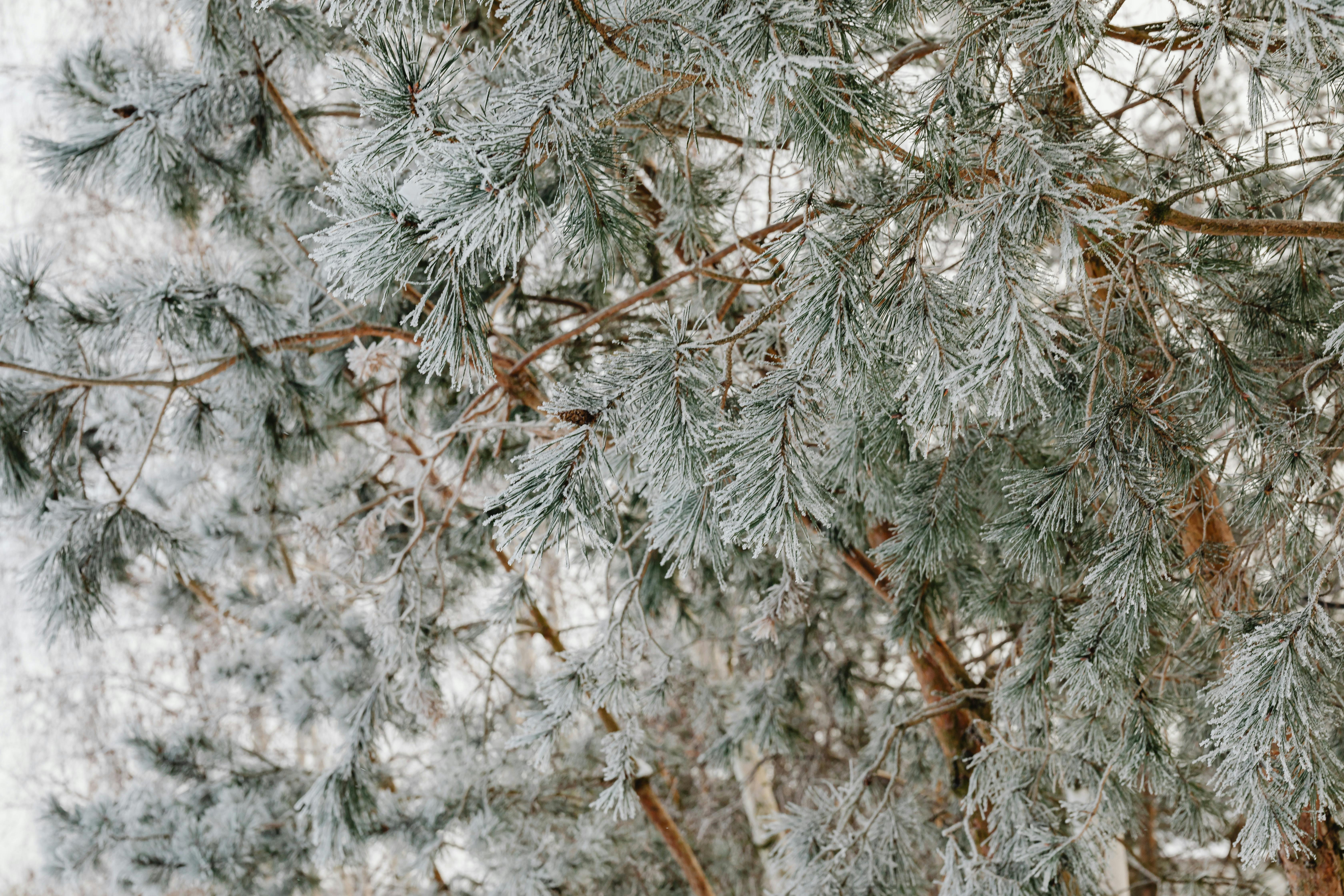 Pine Tree Foreground Photos, Download The BEST Free Pine Tree ...