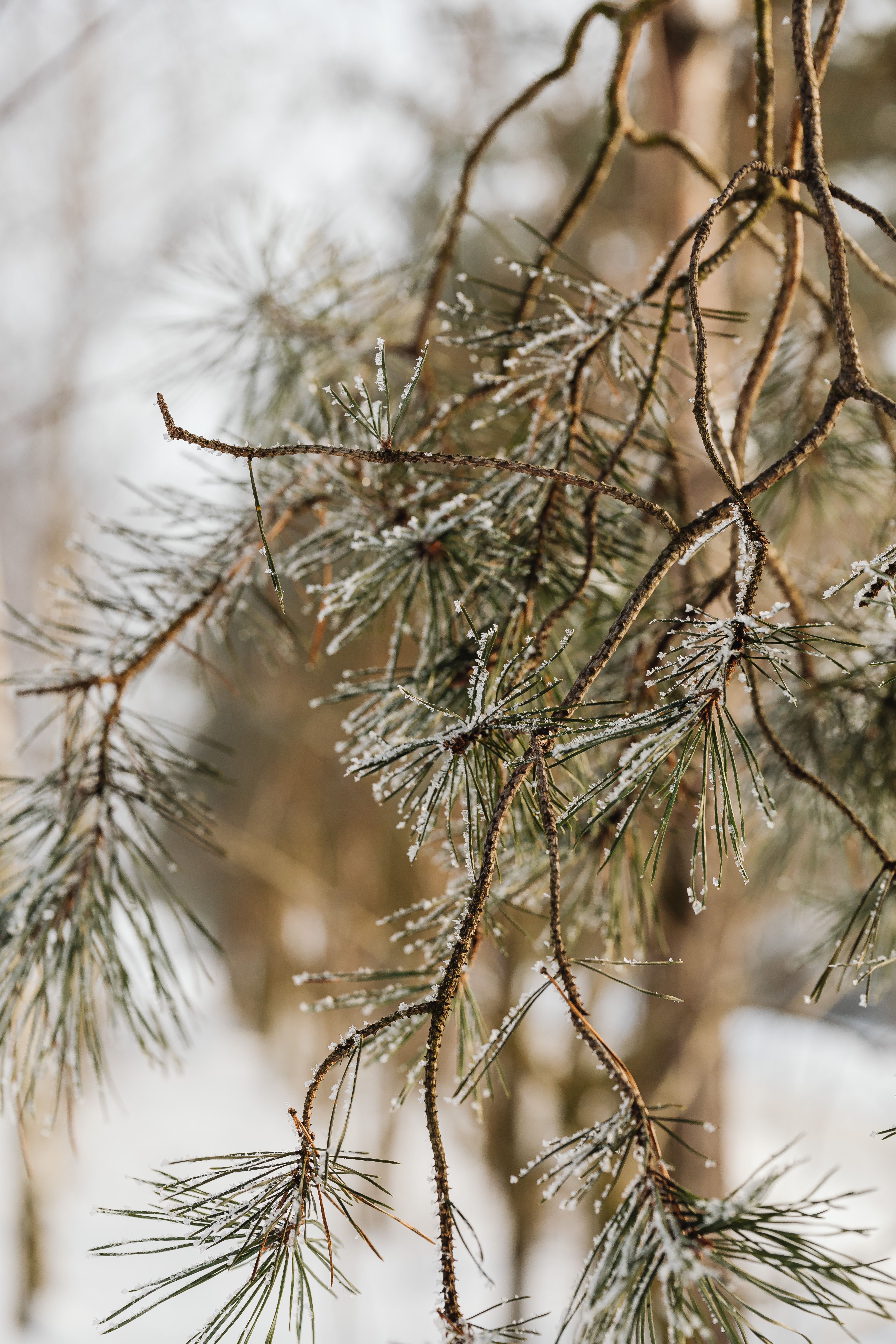 Close-up of Conifer Branches in Frost · Free Stock Photo