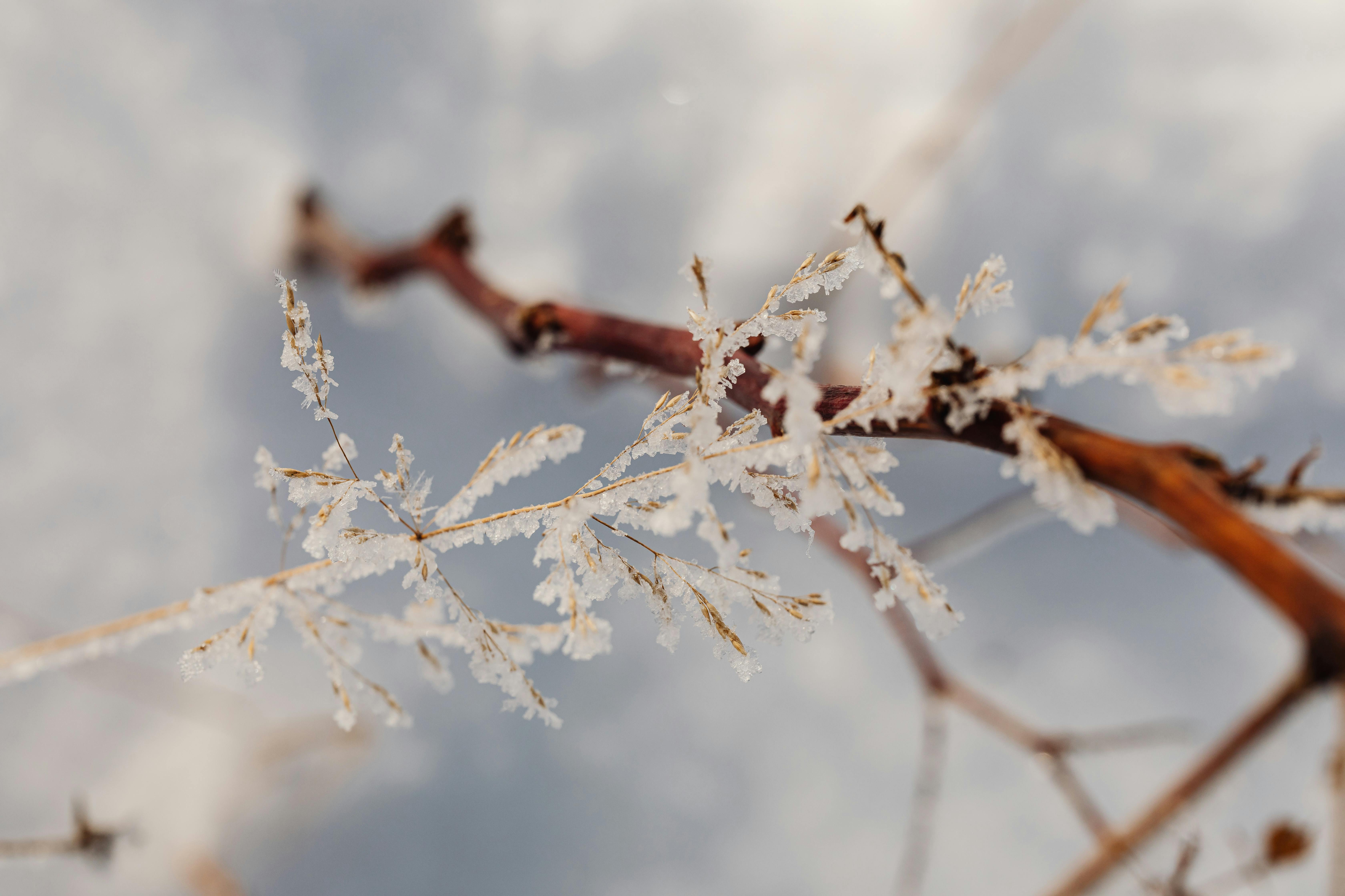 Frozen Stem and Tree Branch · Free Stock Photo