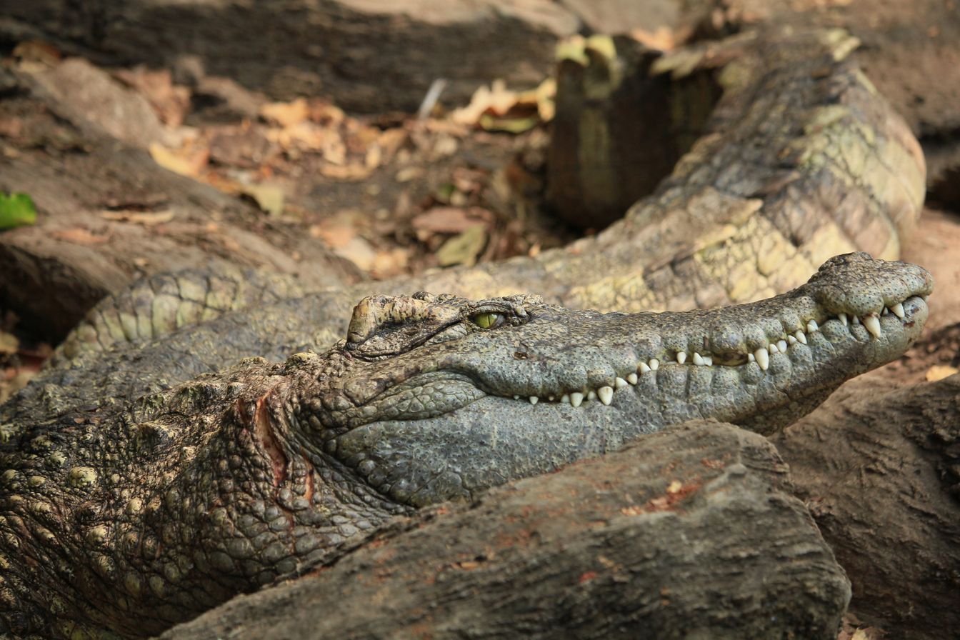 Estuarine Crocodile Facts for Observers and Researchers