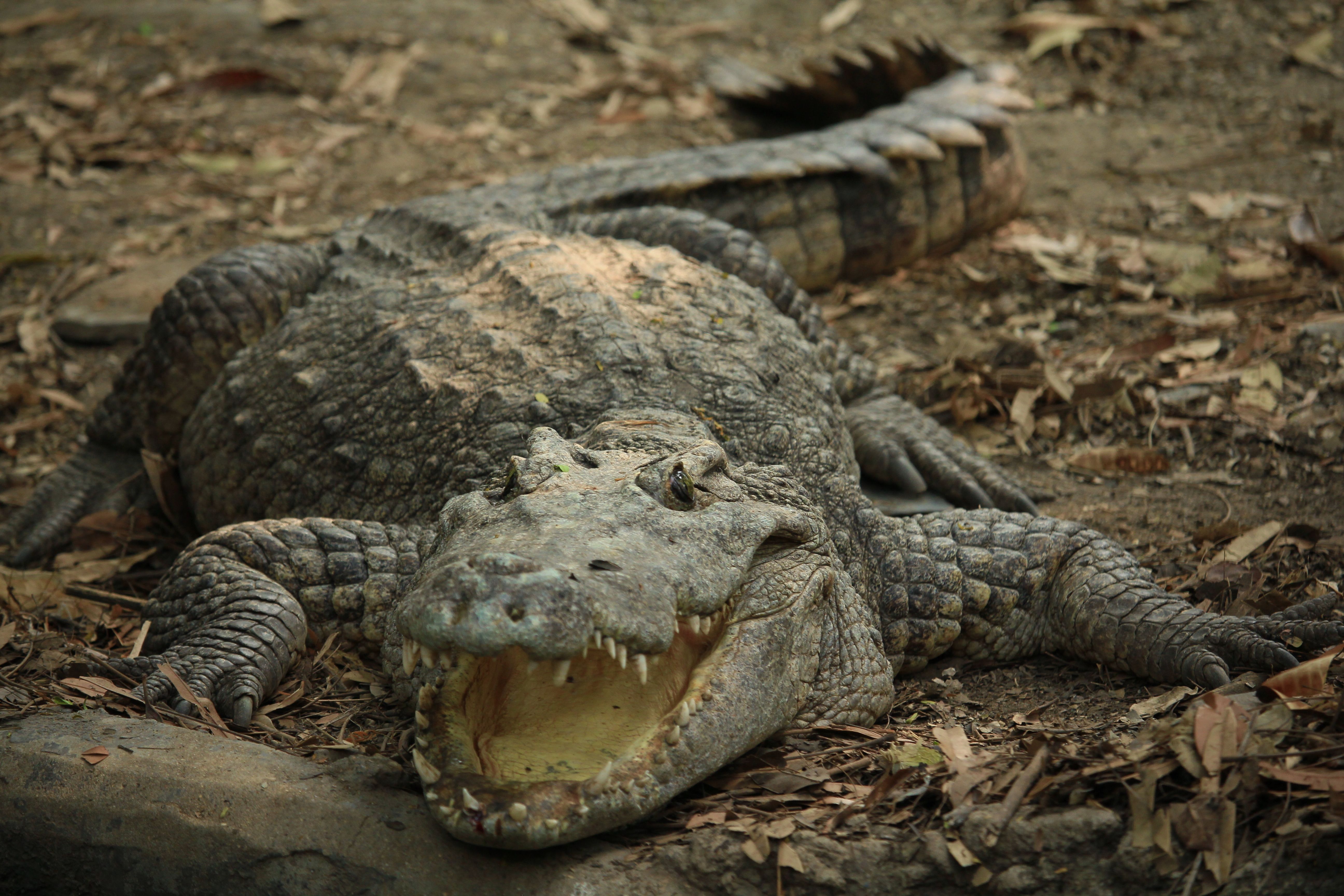 A Crocodile in Close Up Photography · Free Stock Photo