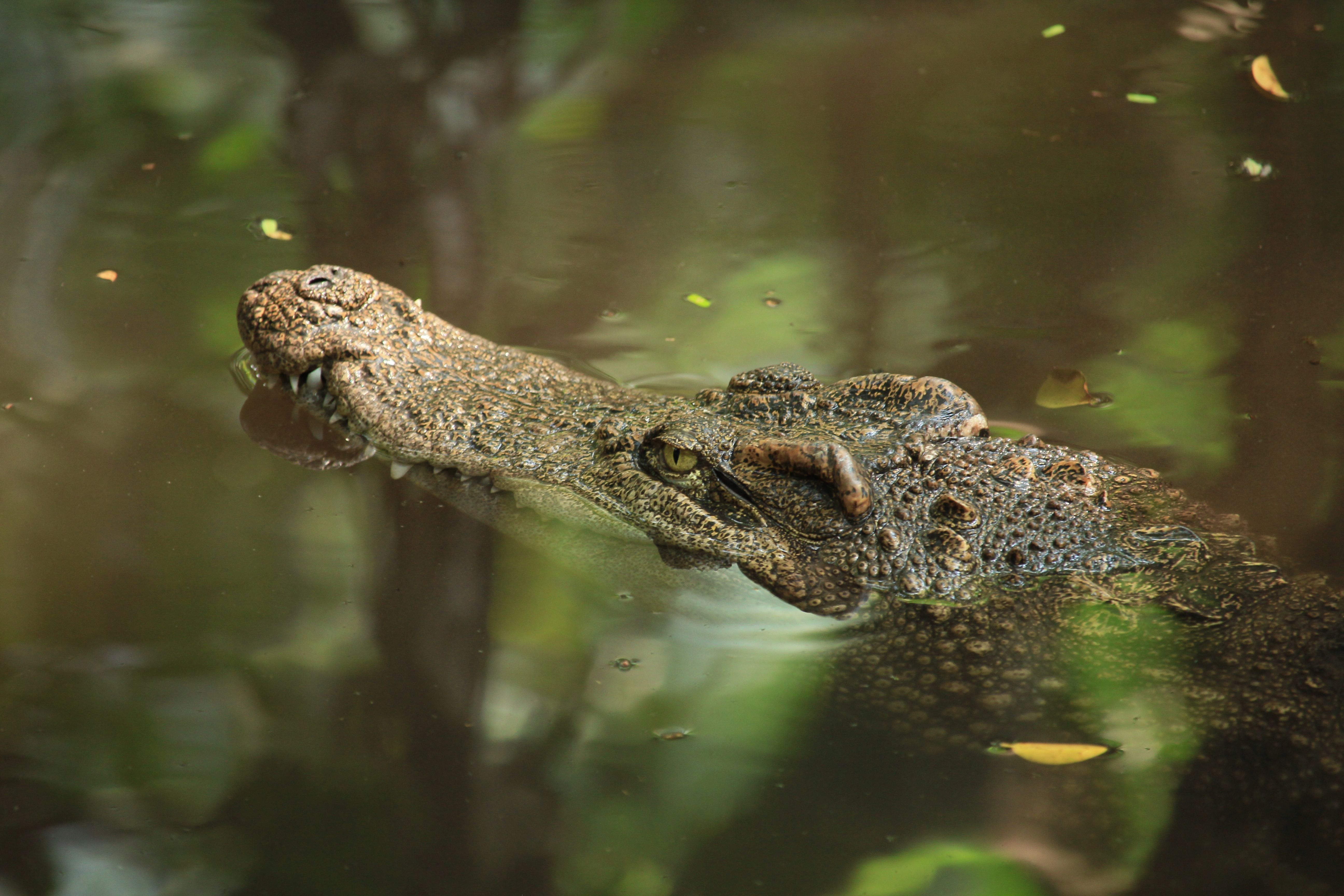 A Close-Up Shot of a Crocodile · Free Stock Photo