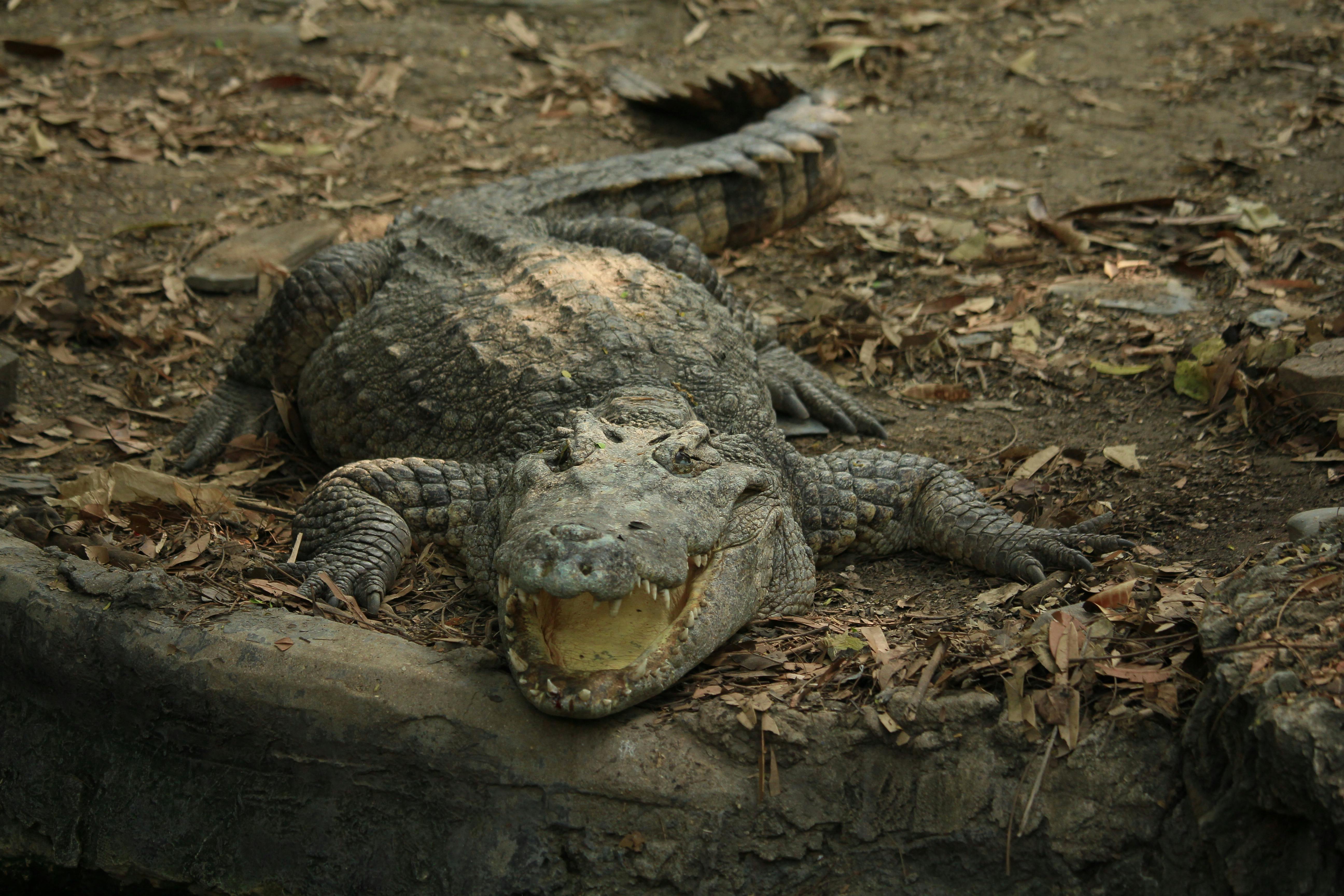 Brown Crocodile · Free Stock Photo