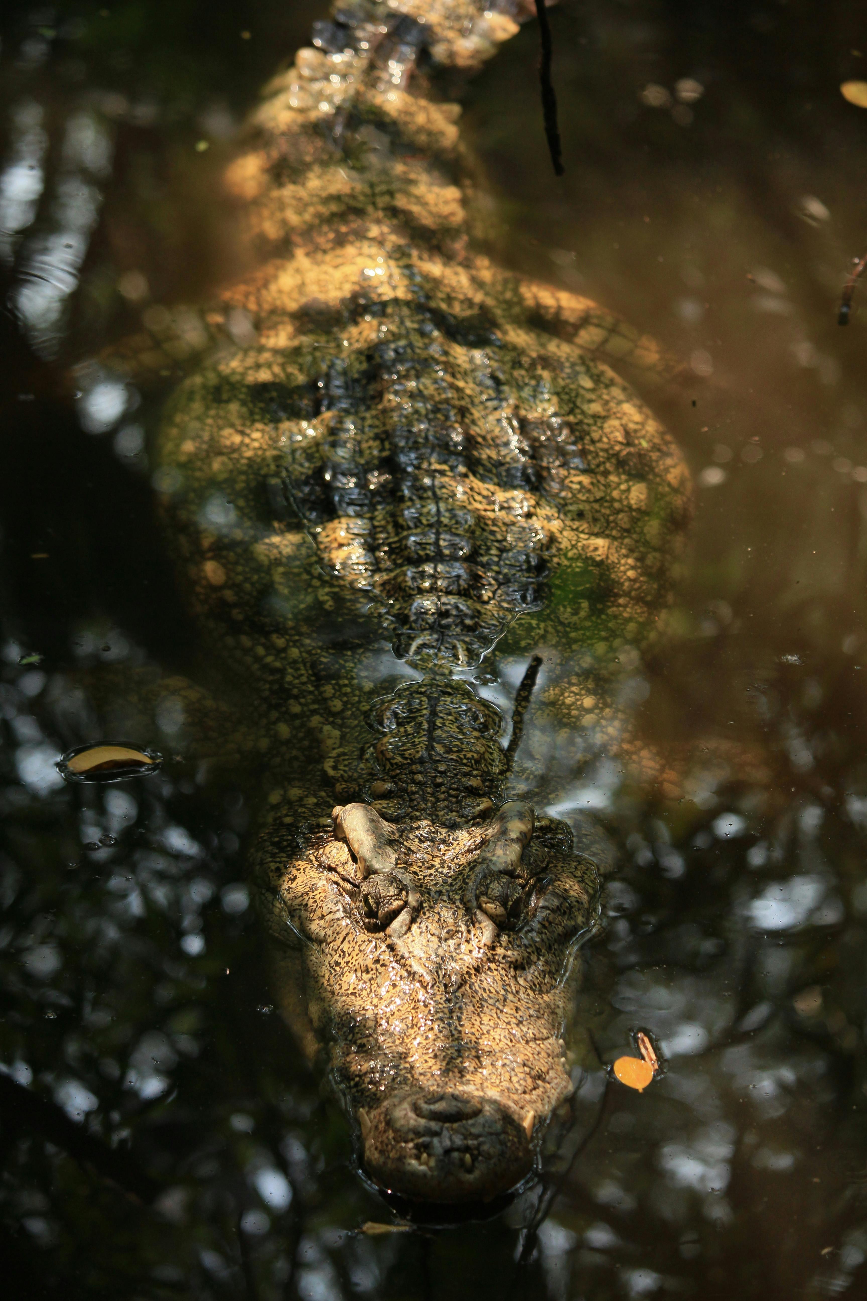 A Close-Up Shot of a Crocodile · Free Stock Photo