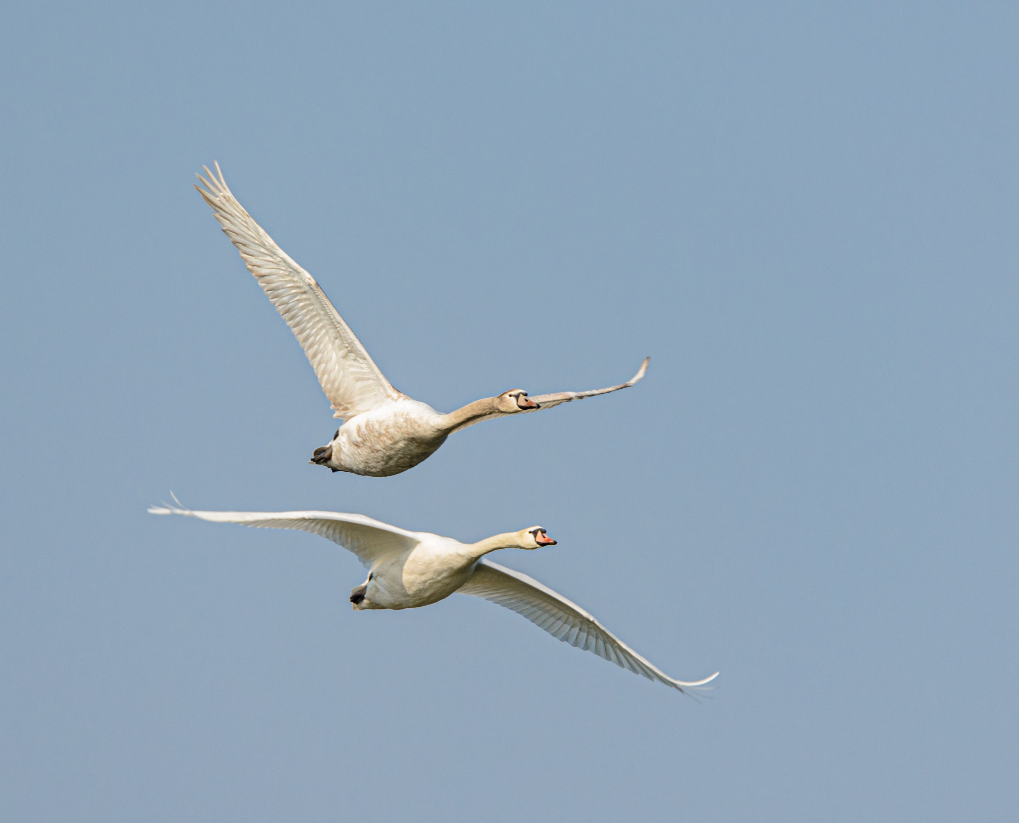 Migration Photos, Download The BEST Free Migration Stock Photos & HD Images
