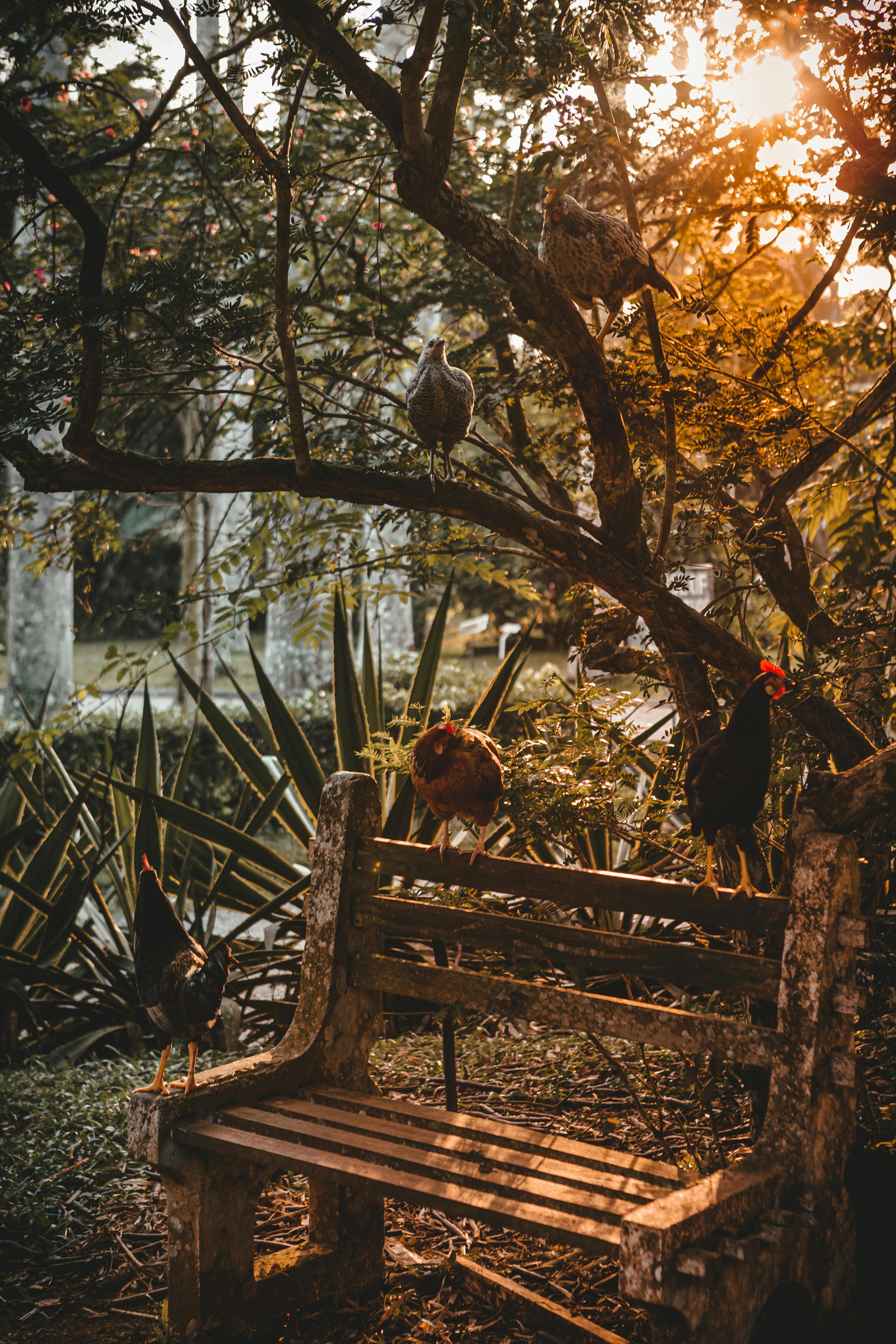 Birds sitting on wooden bench in park at sundown · Free Stock Photo