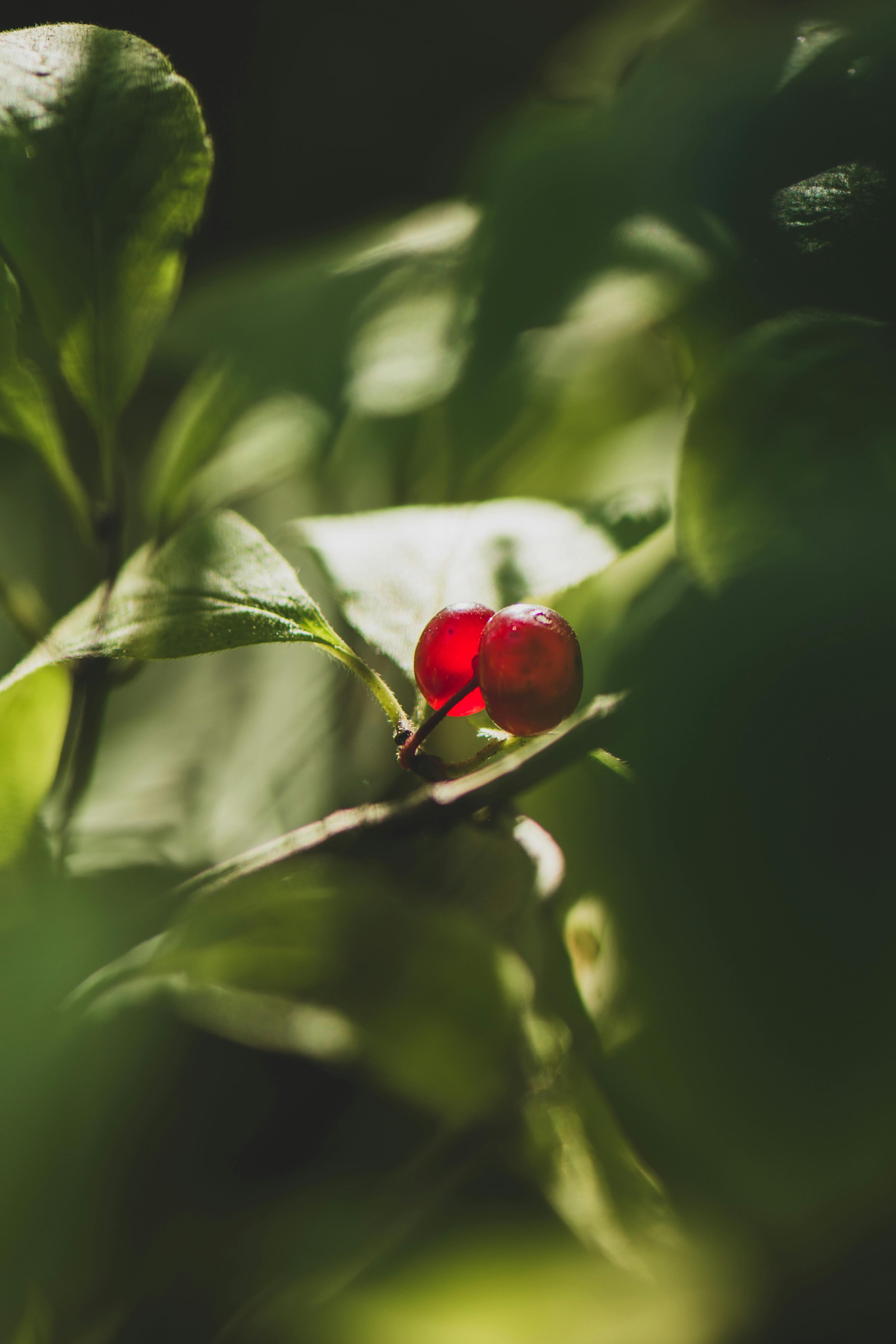 Red Cherries on Green Leafy Plant · Free Stock Photo