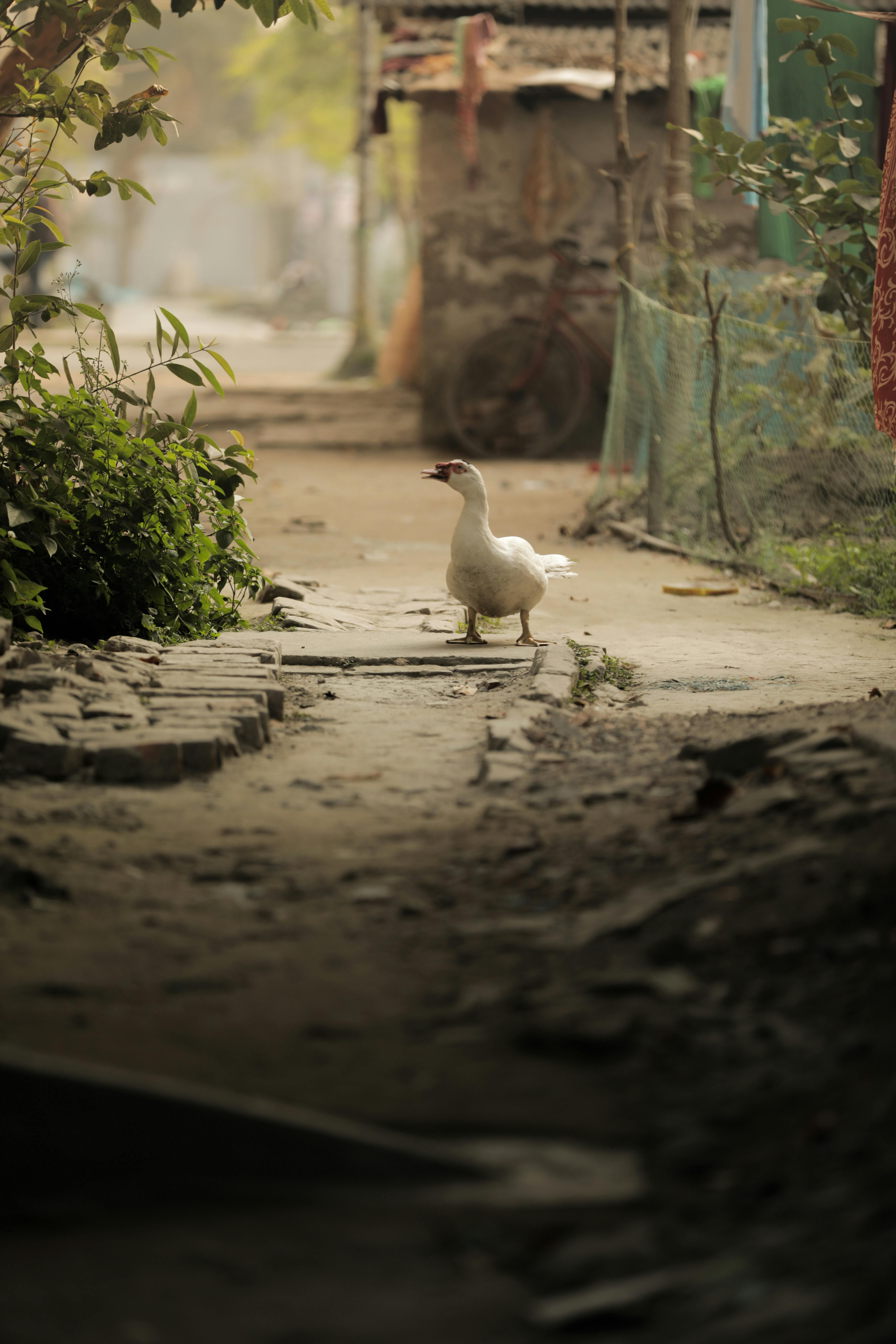 Single Pathway Photos, Download The BEST Free Single Pathway Stock ...