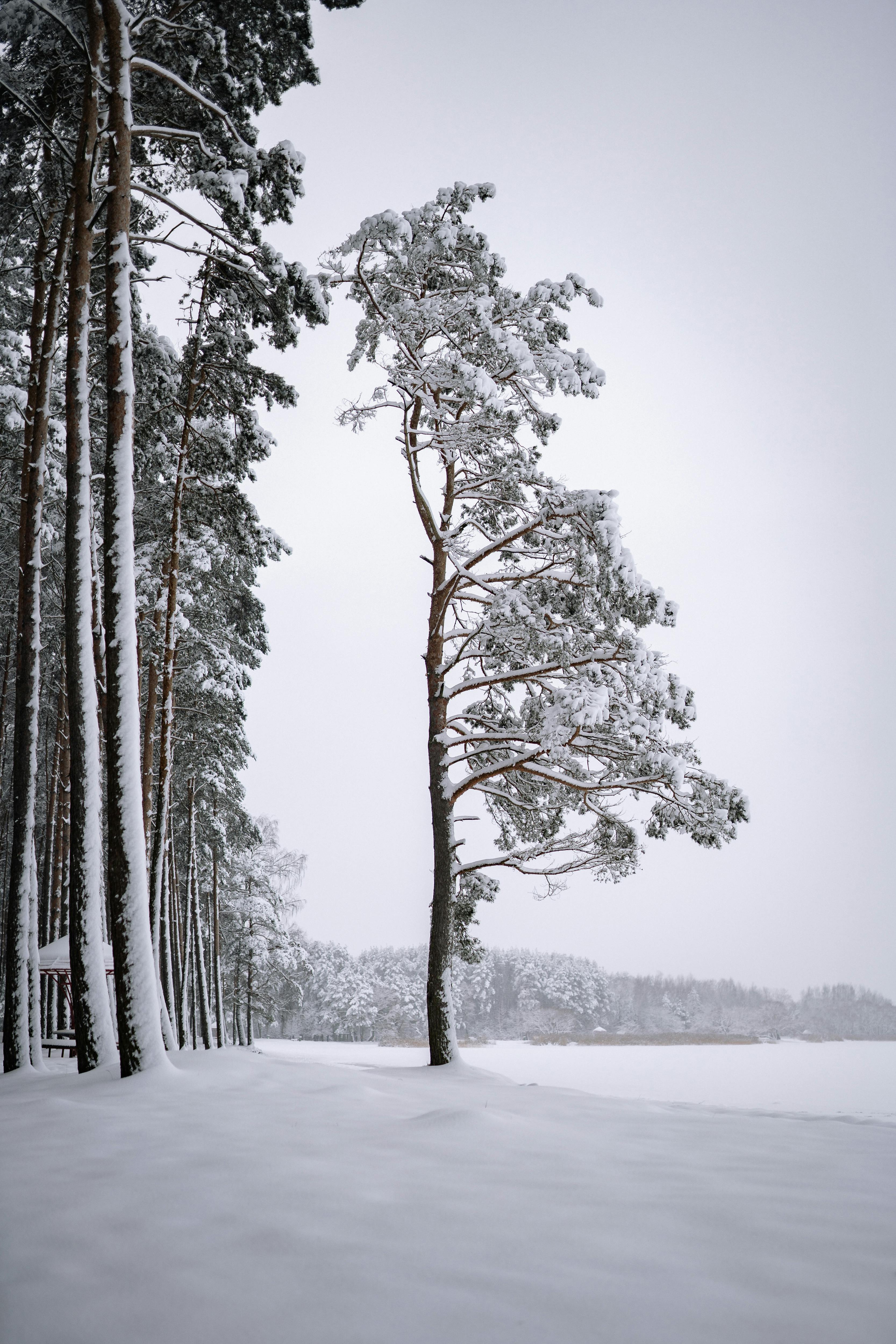 187,190+ Best Free White snow Stock Photos & Images · 100% Royalty-Free ...